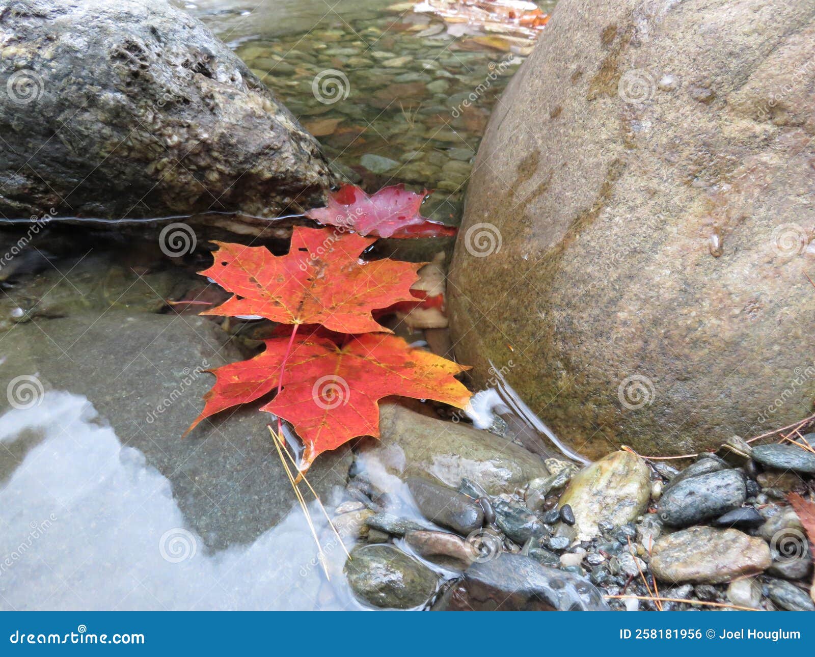 Floating Fall Leaves Trapped by Rocks Stock Photo - Image of autumn ...