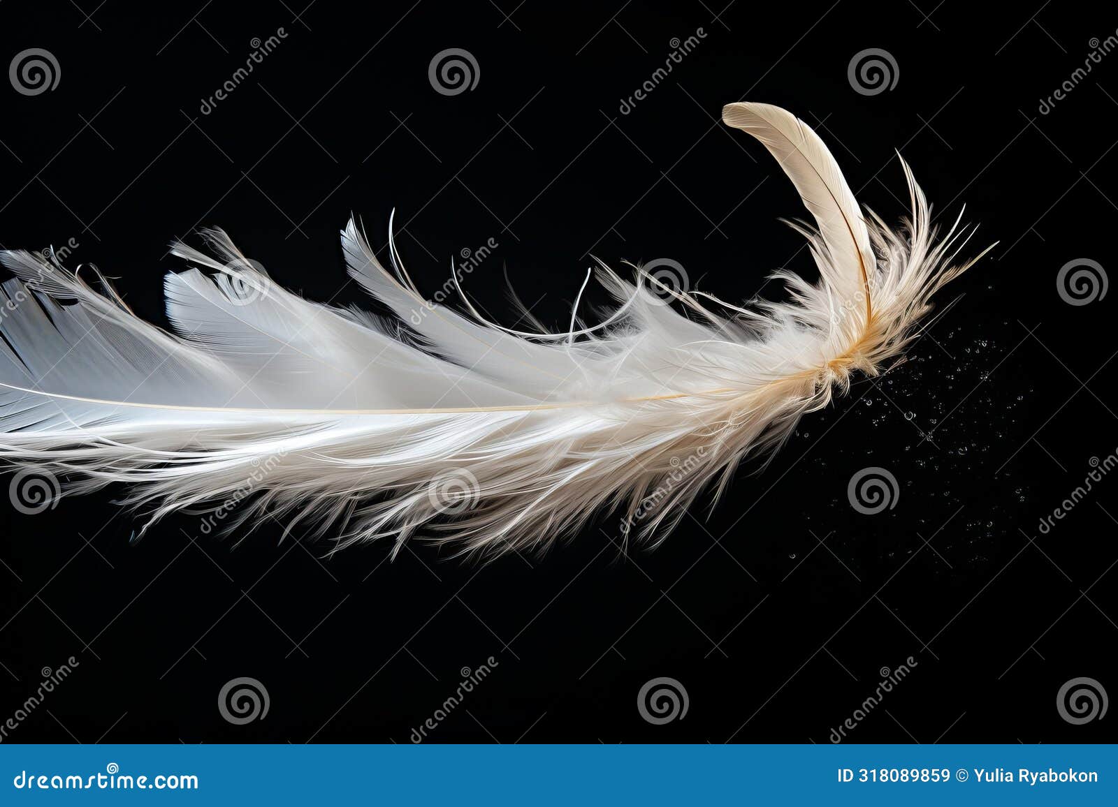 Floating Feather on Black Background Stock Image - Image of delicate ...