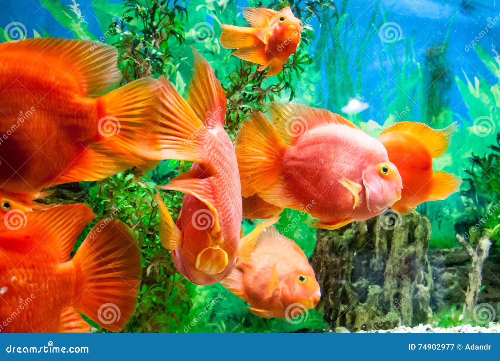 Floating Fishes in an Aquarium Stock Image - Image of conceptual ...