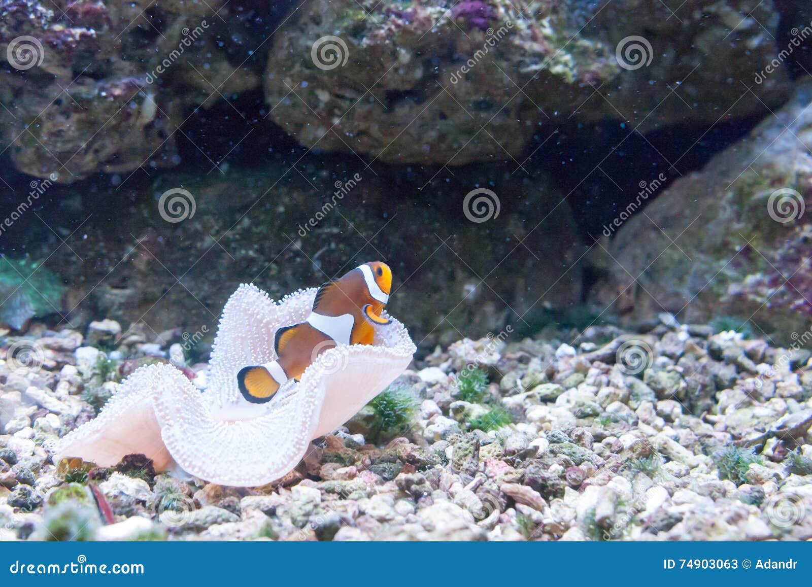 Floating Fishes in an Aquarium Stock Image - Image of fish, cute: 74903063
