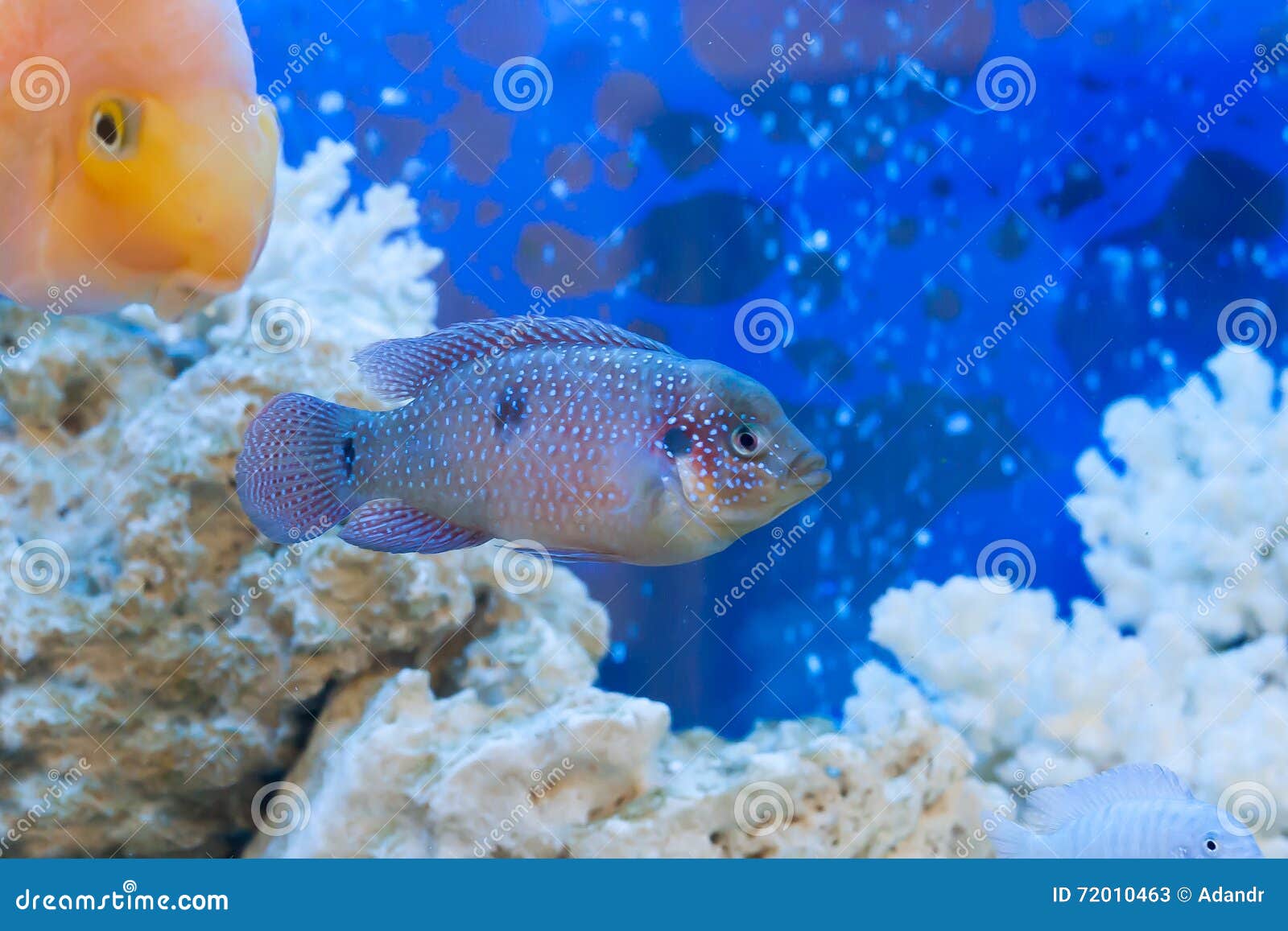 Floating Fishes in an Aquarium with Stones Stock Image - Image of ...