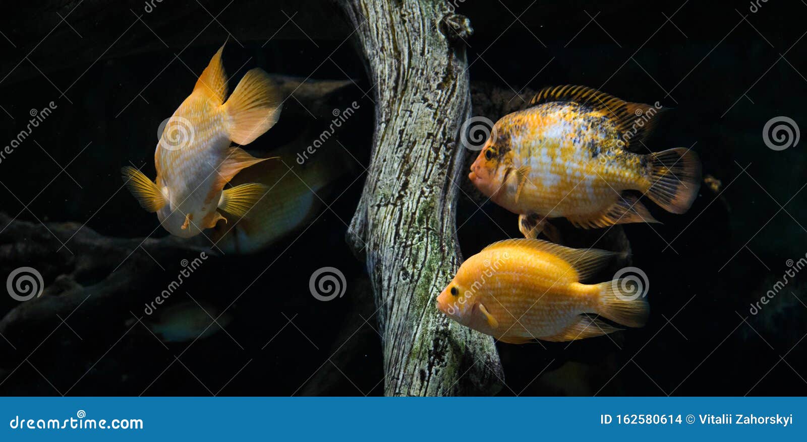 Floating Flock of Yellow Fish in Aquarium Stock Photo - Image of ...