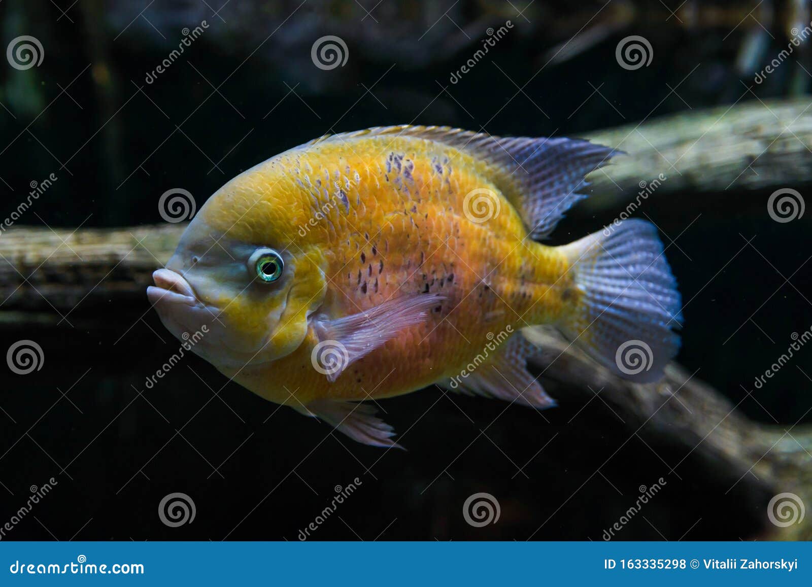 Floating Flock of Yellow Fish in Aquarium Stock Photo - Image of flock ...