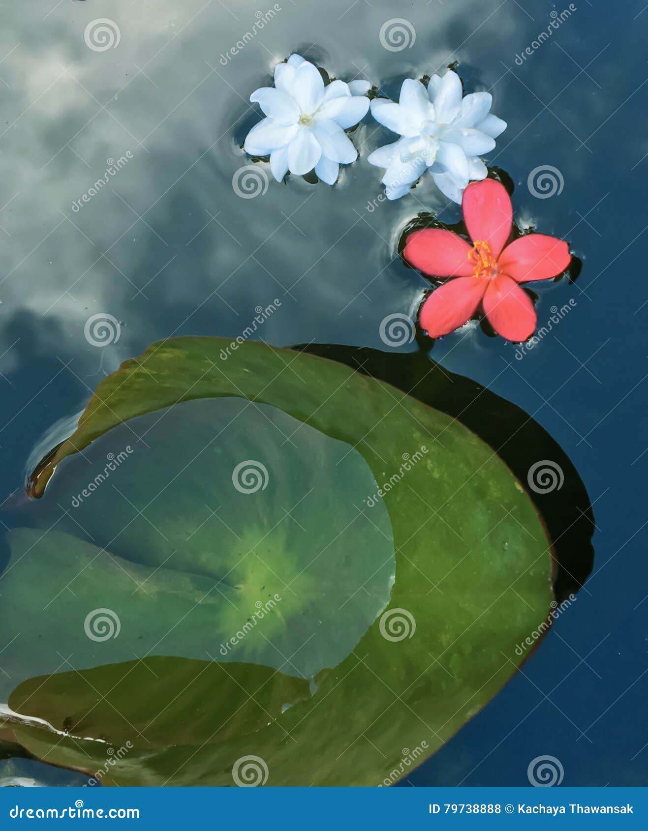 Floating flower stock photo. Image of nature, flower - 79738888