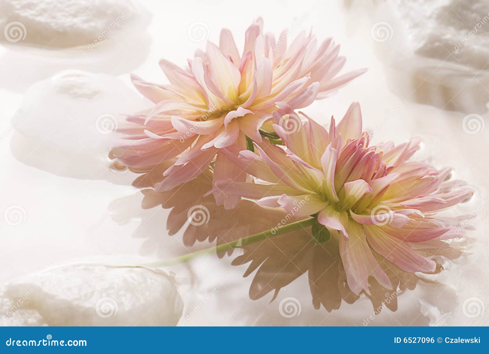 Floating Flower Petals In A Fountain Stock Photo | CartoonDealer.com ...