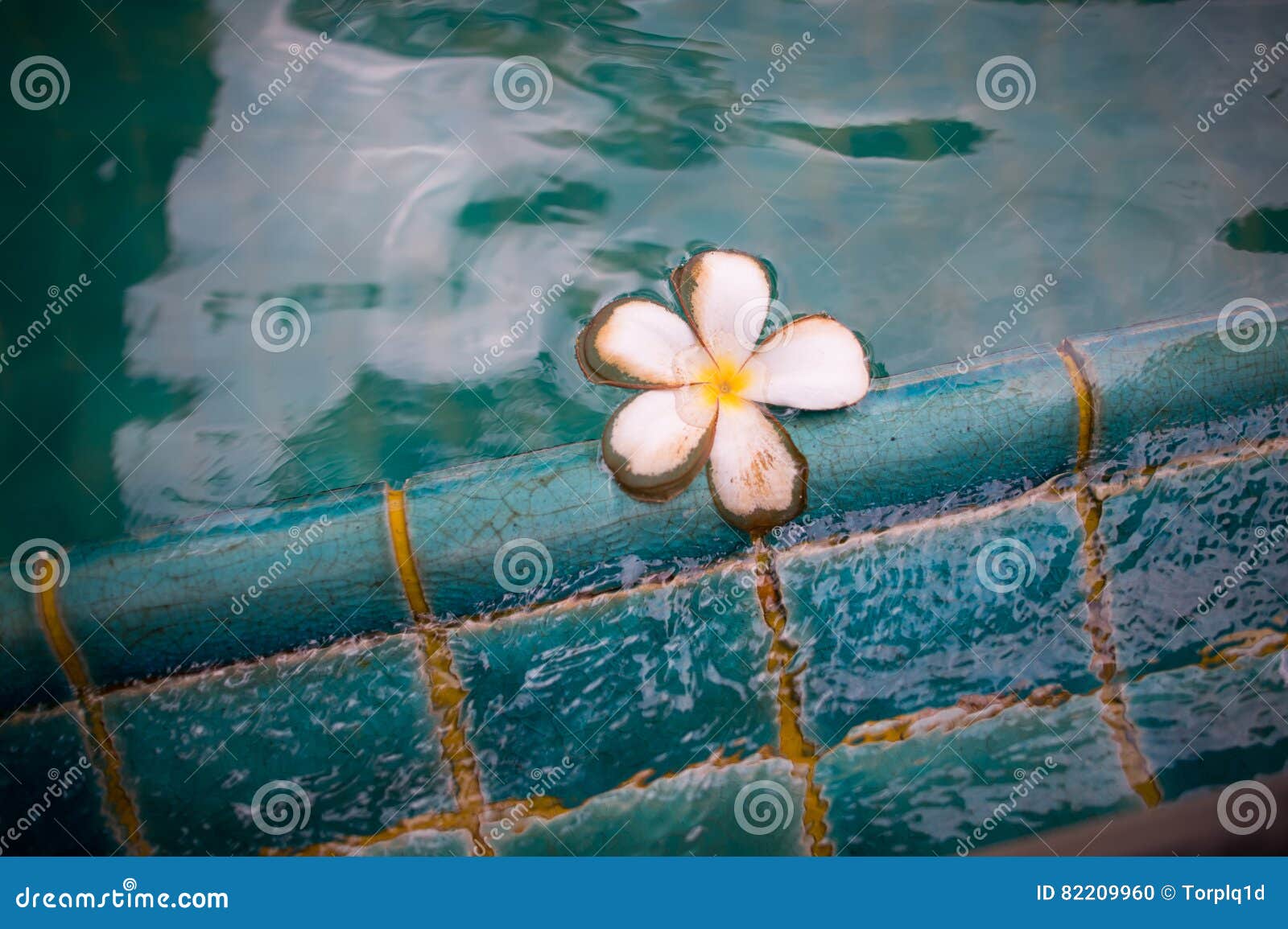 Floating Flower in Swimming Pool Stock Photo - Image of radar, relax ...
