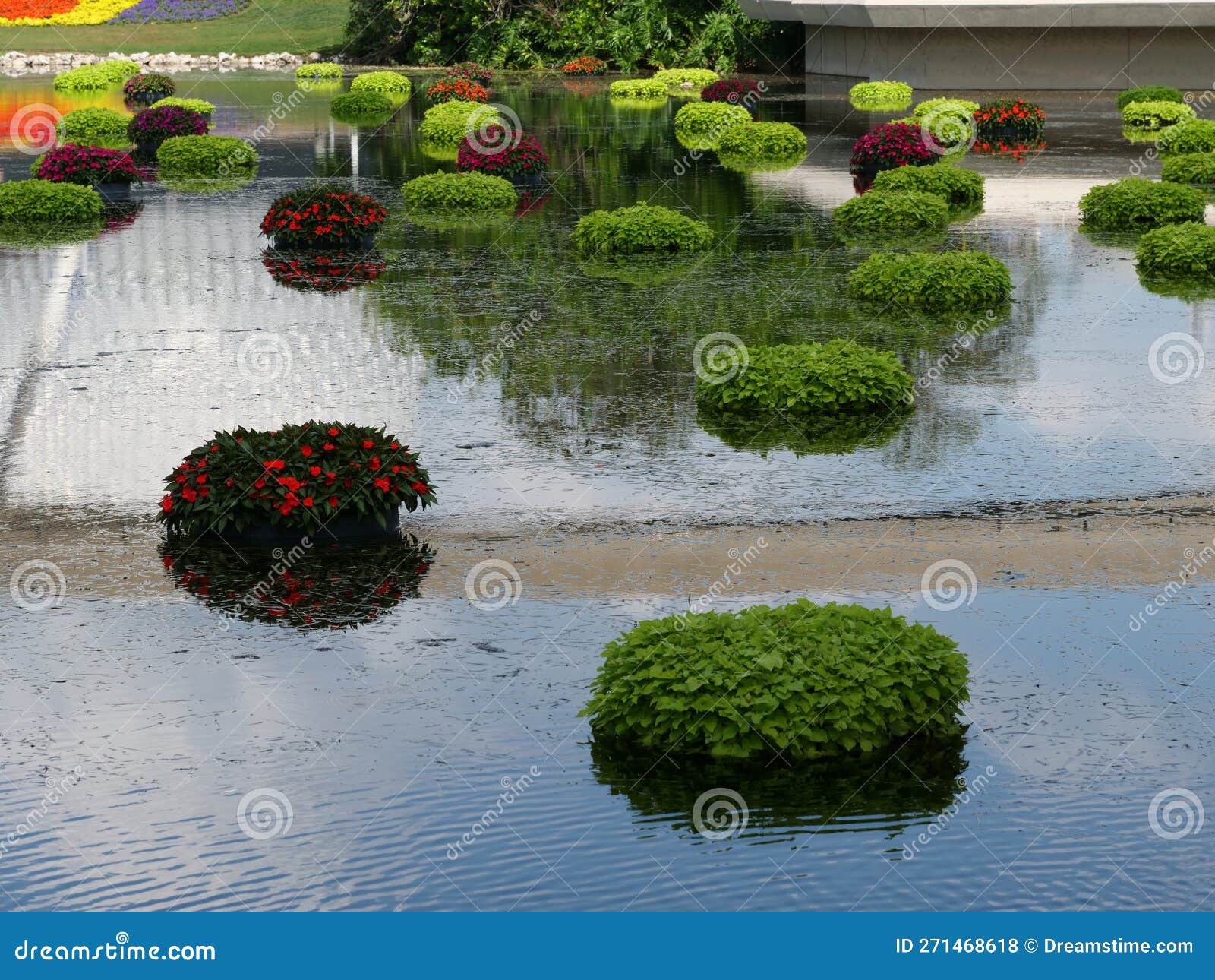 Floating Flowers in a Pond with Reflections Stock Photo - Image of ...
