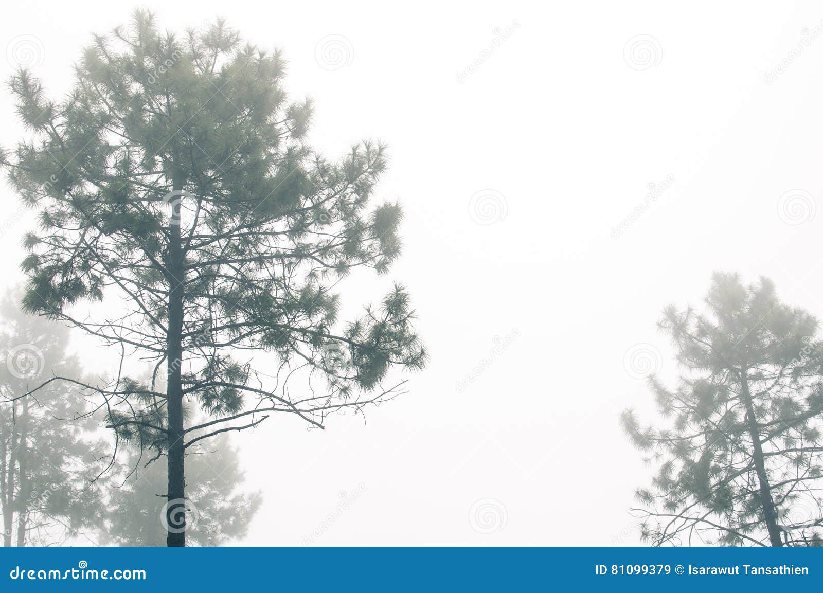 Floating fog stock image. Image of christmas, park, cold - 81099379