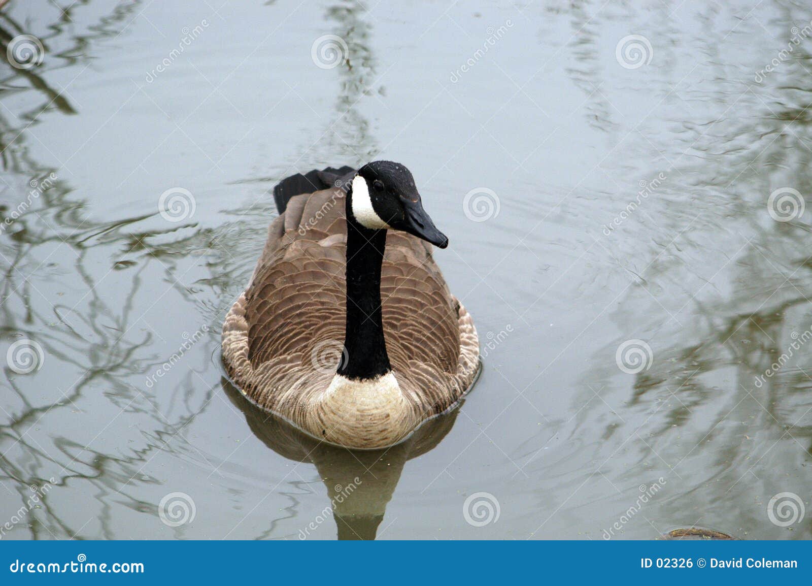 Floating Goose Picture. Image: 2326