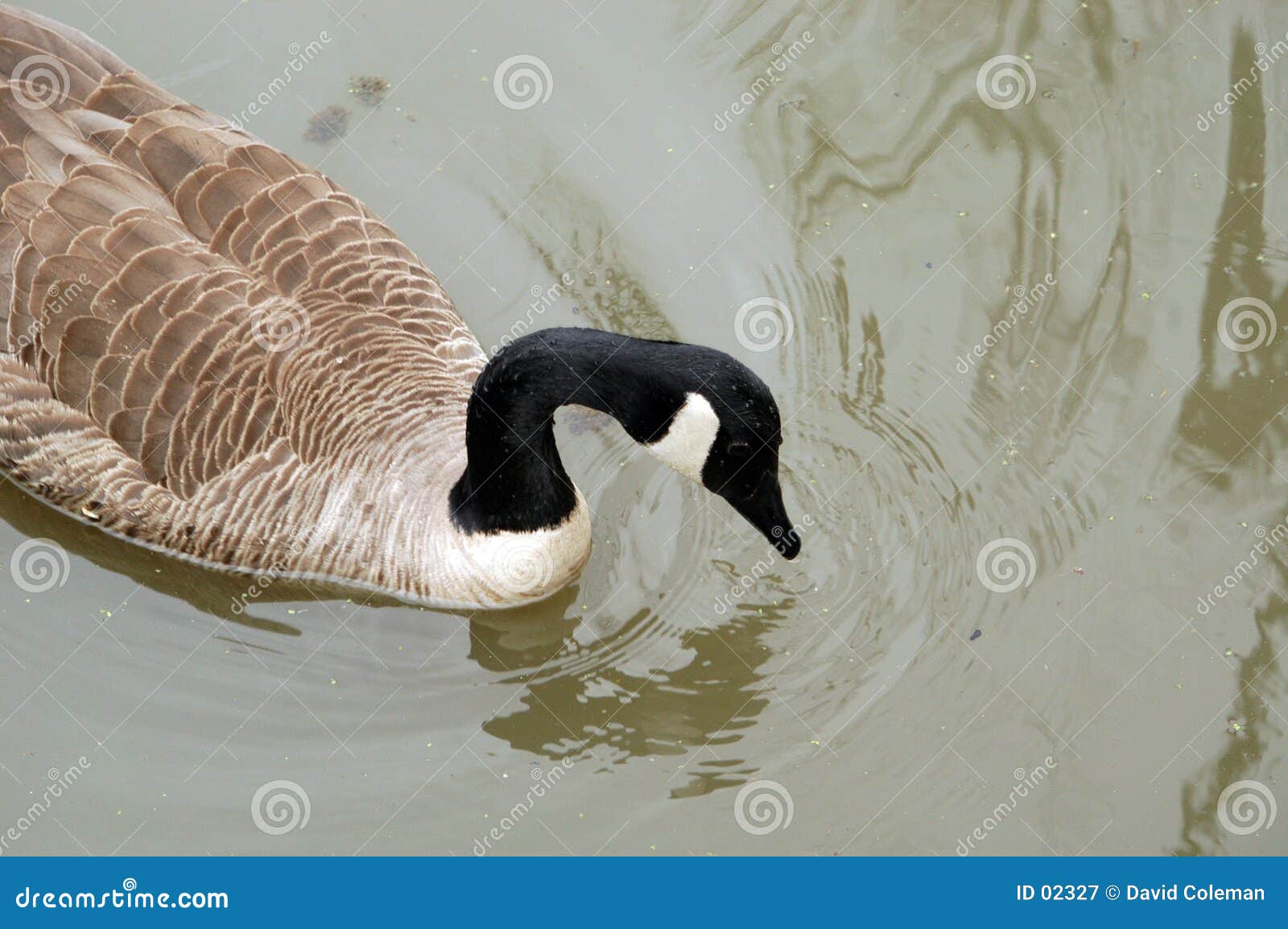 Floating Goose Picture. Image: 2327