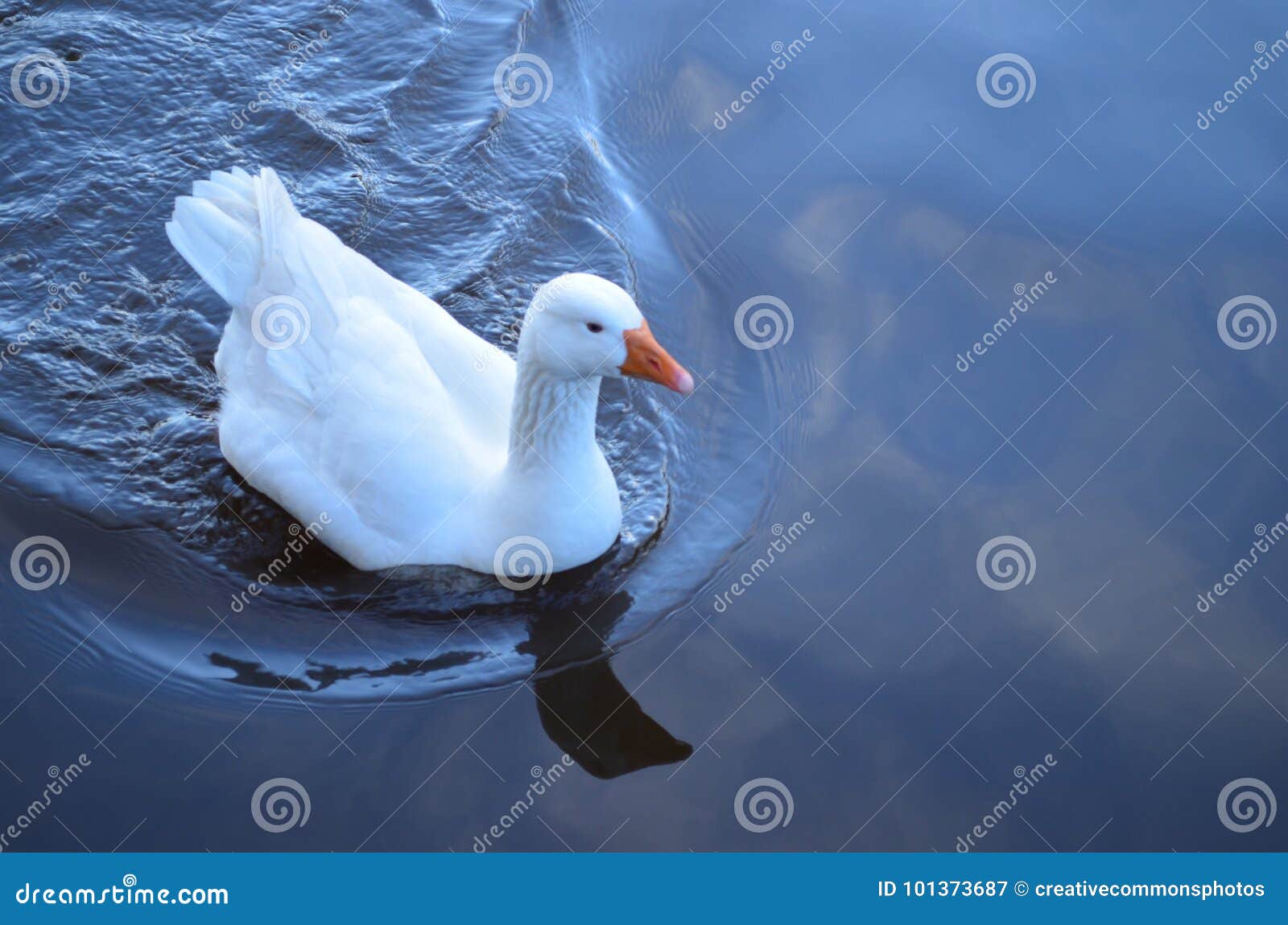 Floating Goose Picture. Image: 101373687