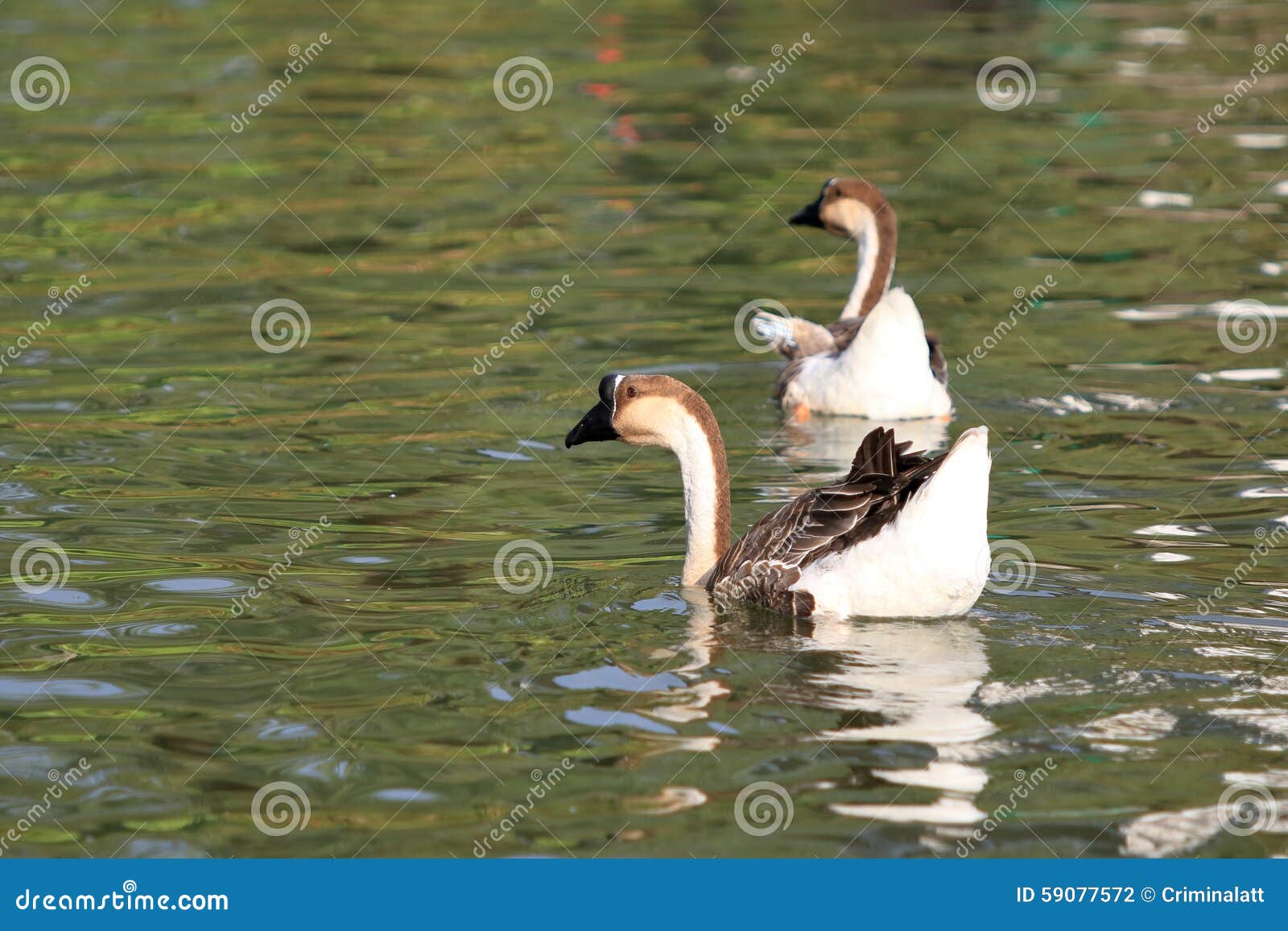 Floating goose stock photo. Image of wild, wildlife, nature - 59077572