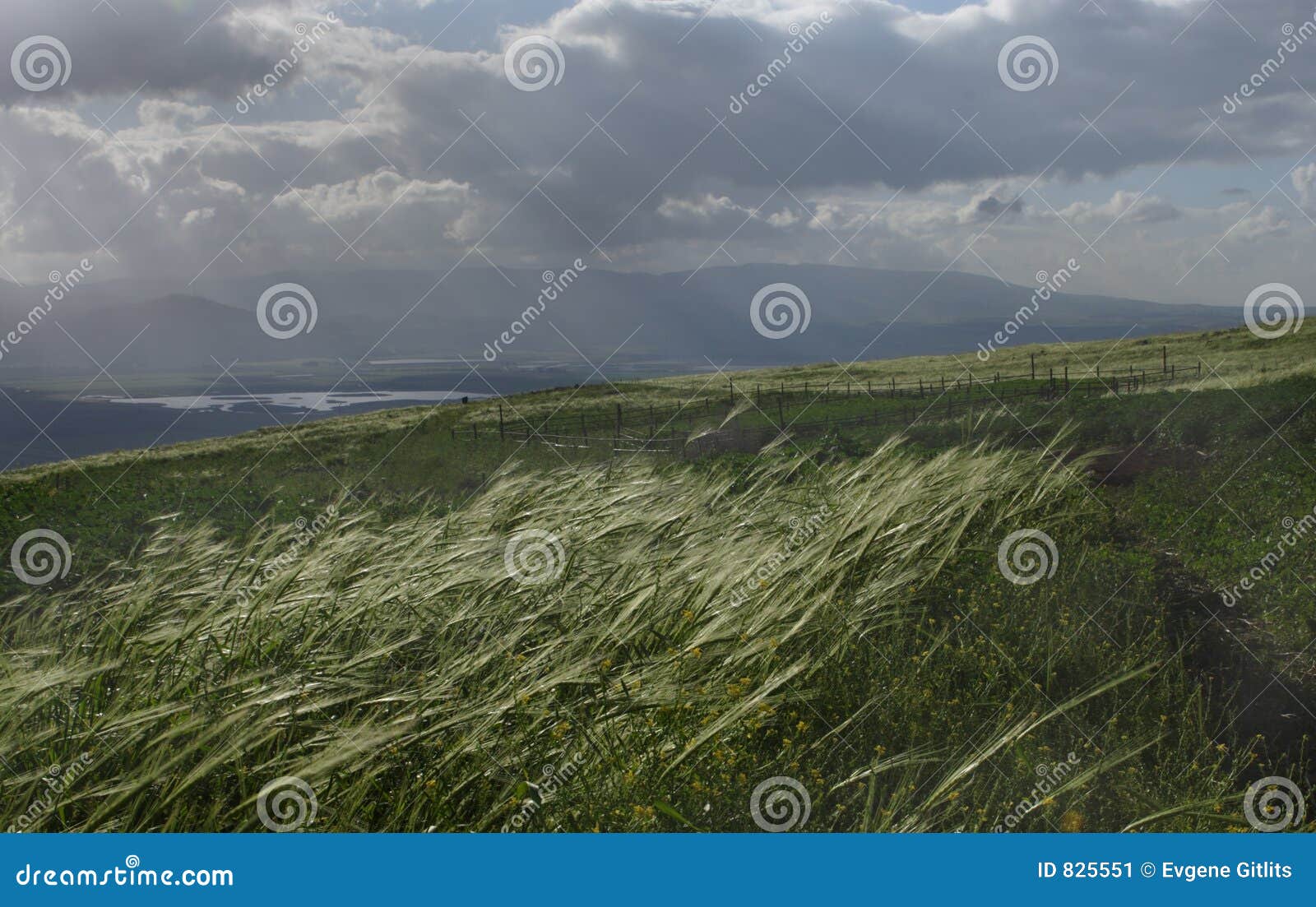 Floating grass stock image. Image of floating, disquietude - 825551