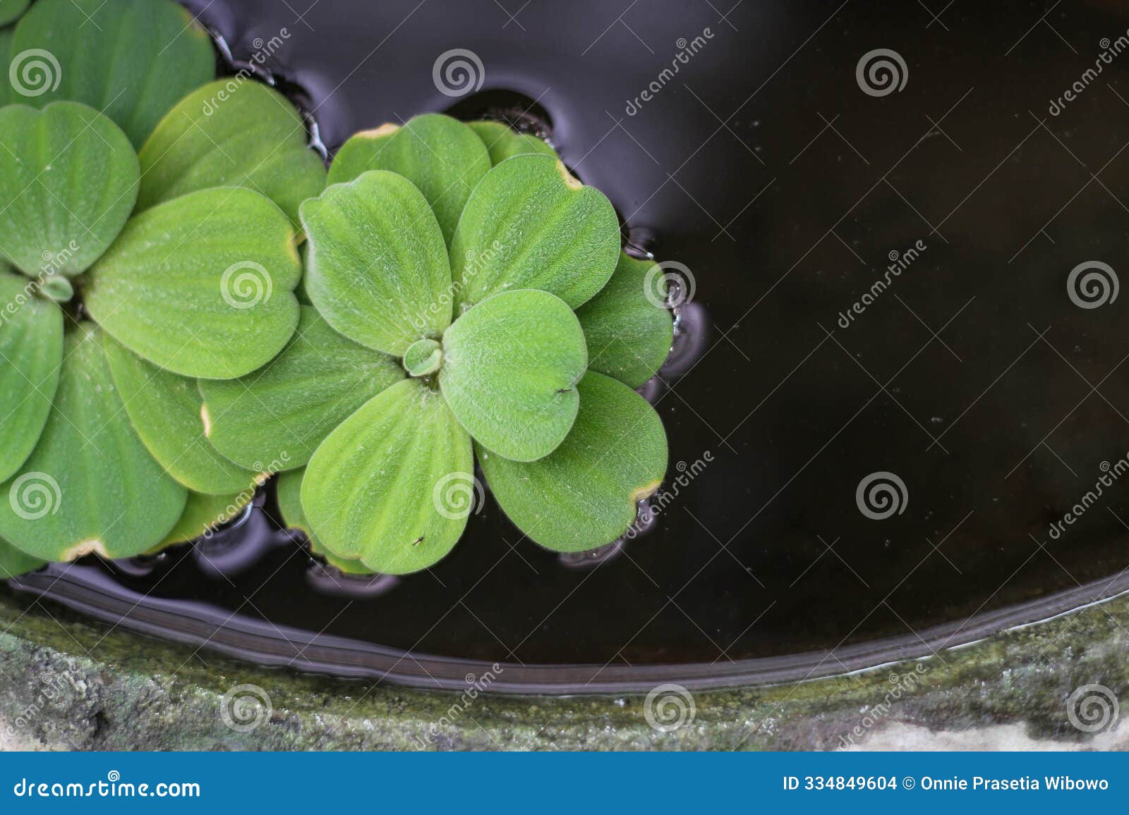 Floating green leafy plant stock photo. Image of growth - 334849604