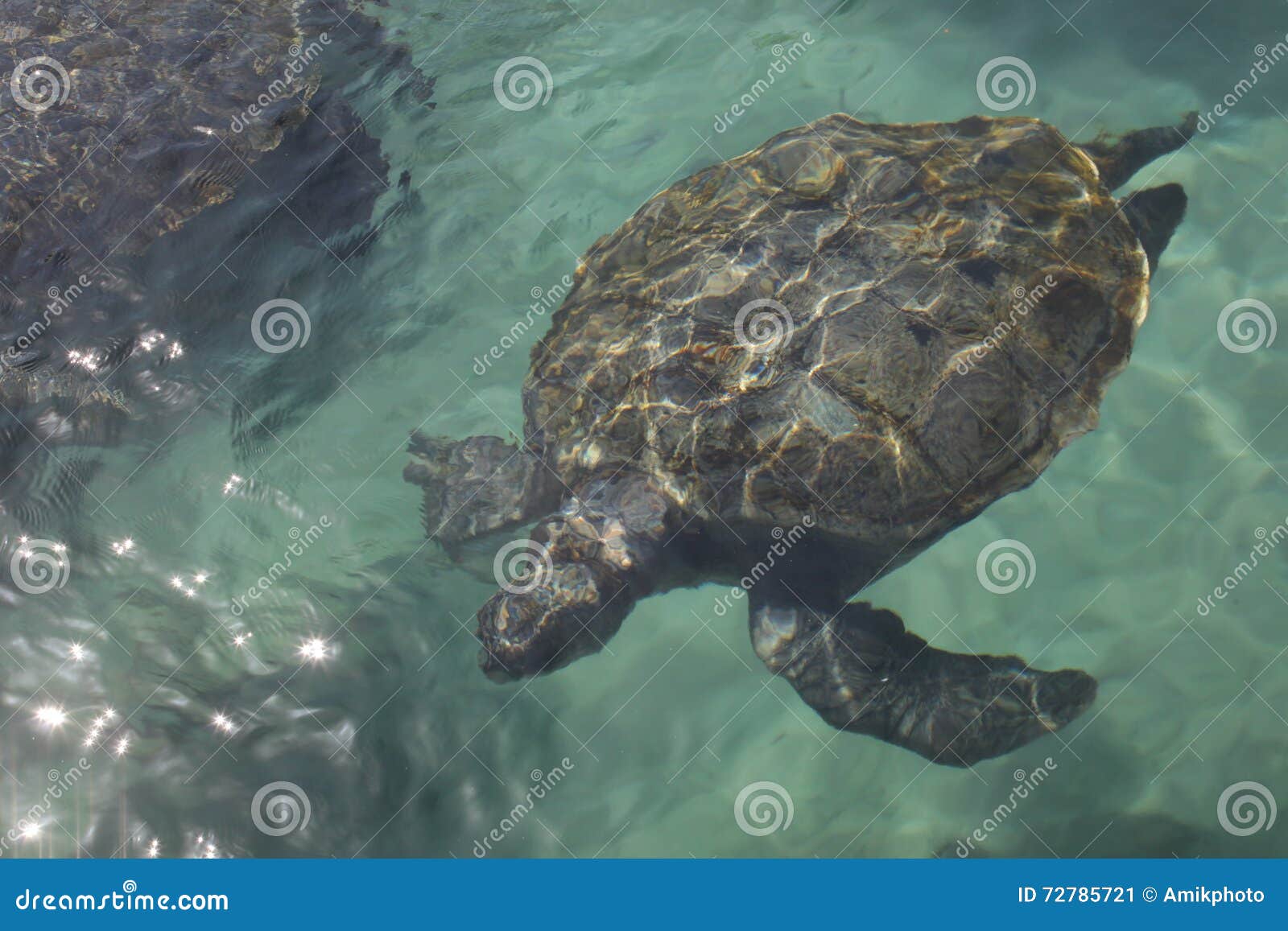 Floating in the Green Sea Turtle Stock Image - Image of head, legs ...