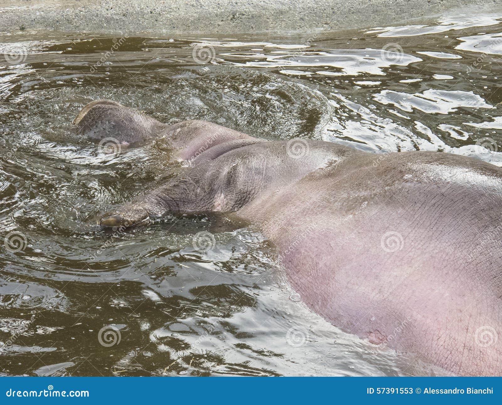 Floating hippopotamus stock image. Image of wildlife - 57391553