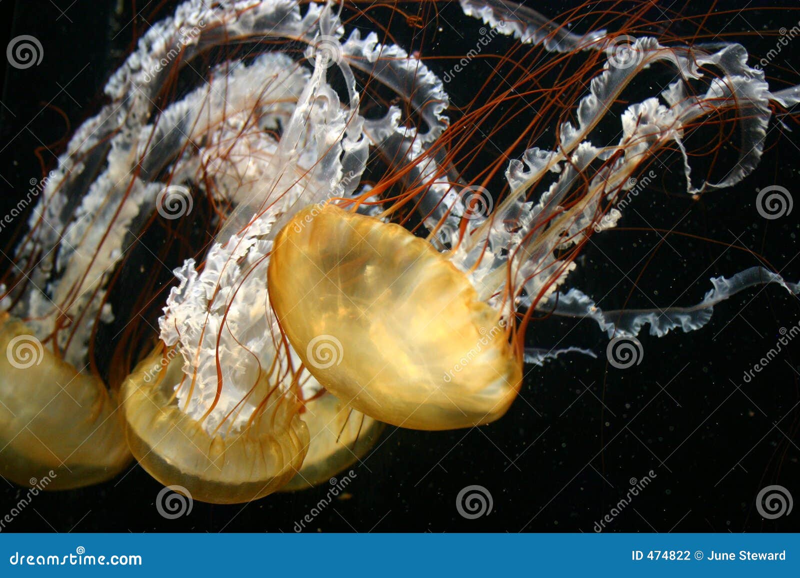 Jellyfish Sting Warning Sign On Borneo Beach Royalty-Free Stock Photo ...