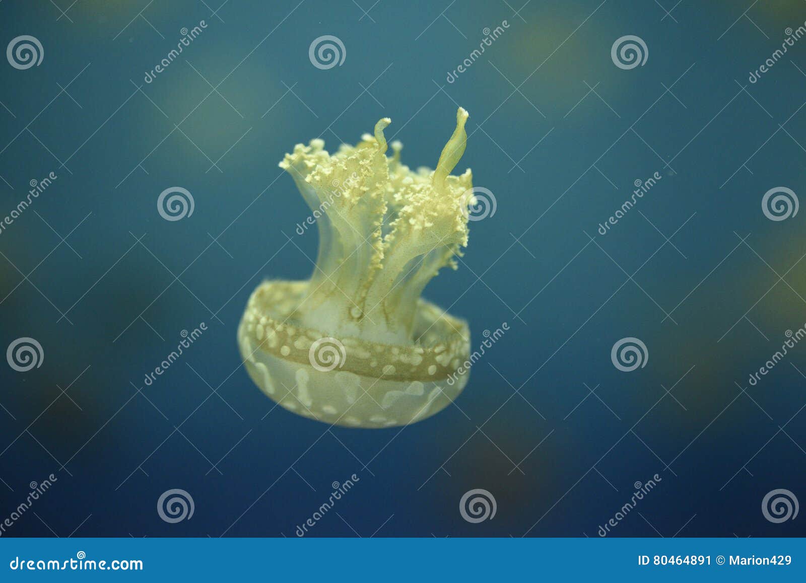 Floating jellyfish stock image. Image of softbodied, round - 80464891