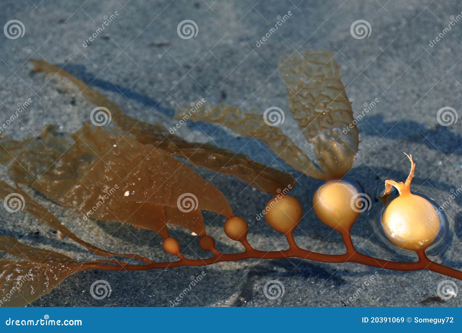 Floating kelp. stock image. Image of balls, bulbs, plant - 20391069