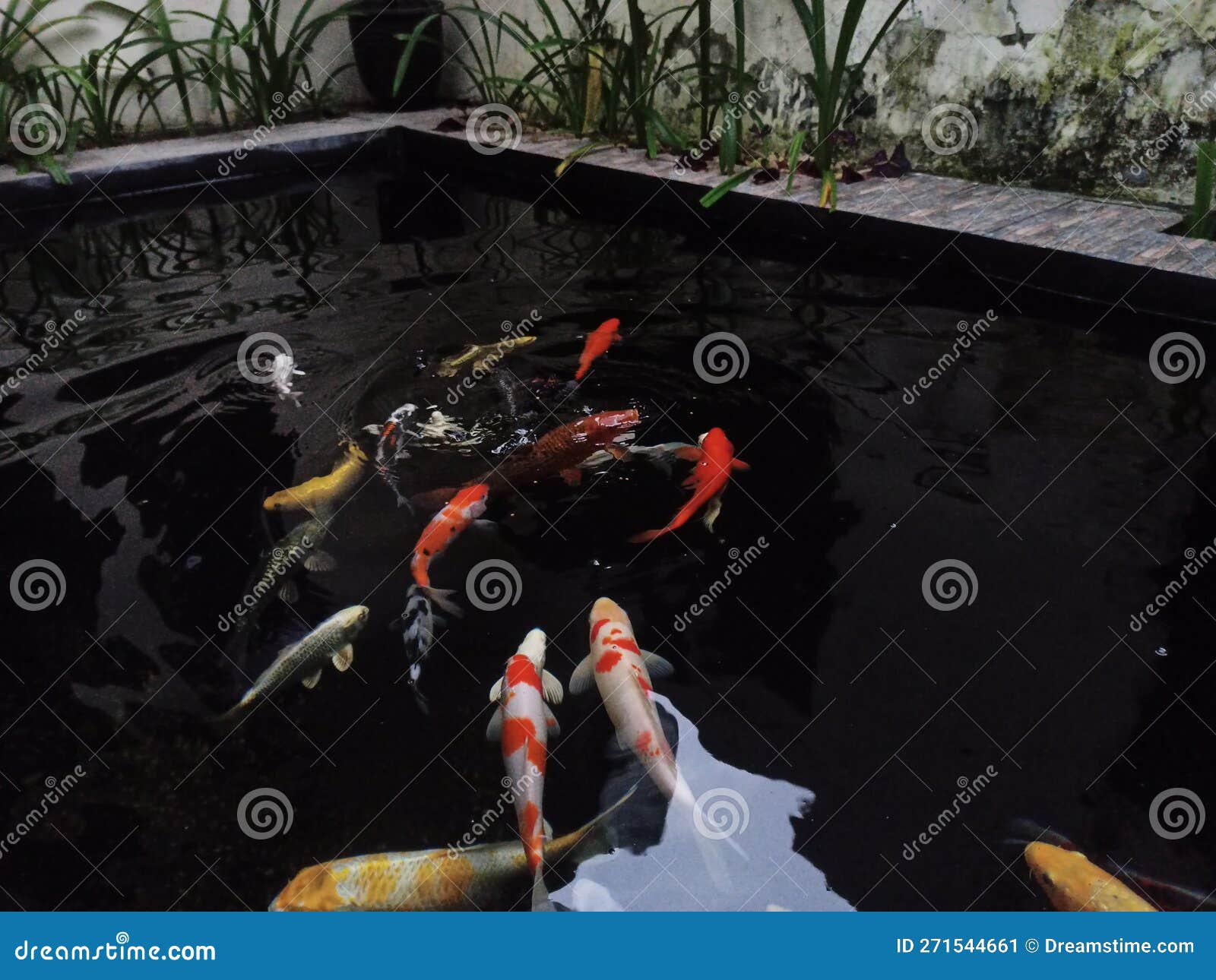 Floating Koi Fish in the Minimalist Pond Stock Image - Image of bird ...