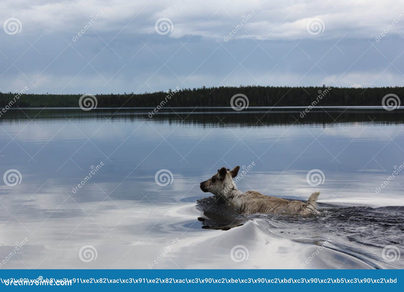 Floating on Lake Deer stock image. Image of forest, swims - 74151337