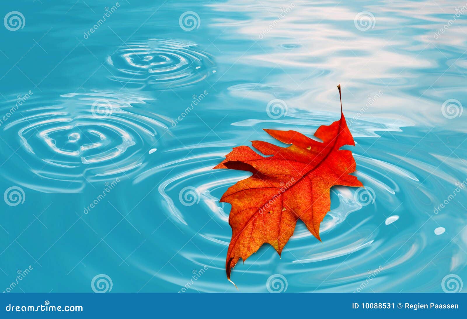 Floating leaf stock image. Image of pure, mirror, leaves - 10088531