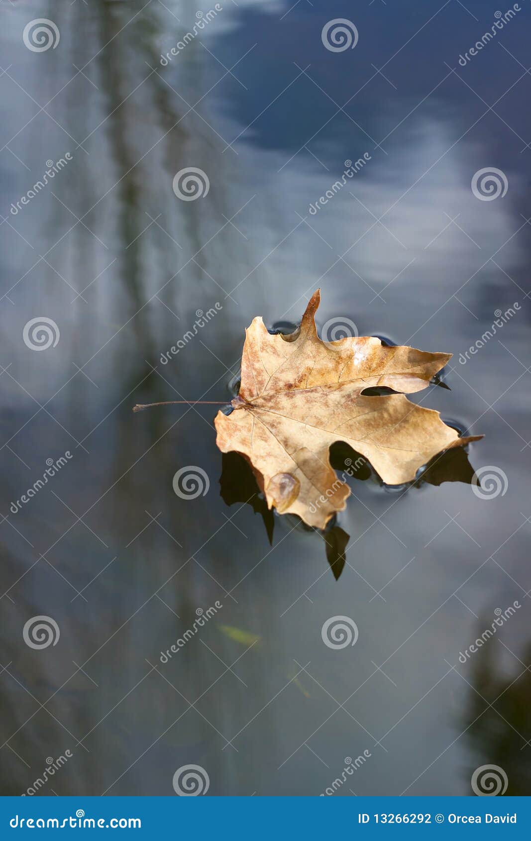 Floating leaf stock photo. Image of environment, sunlight - 13266292