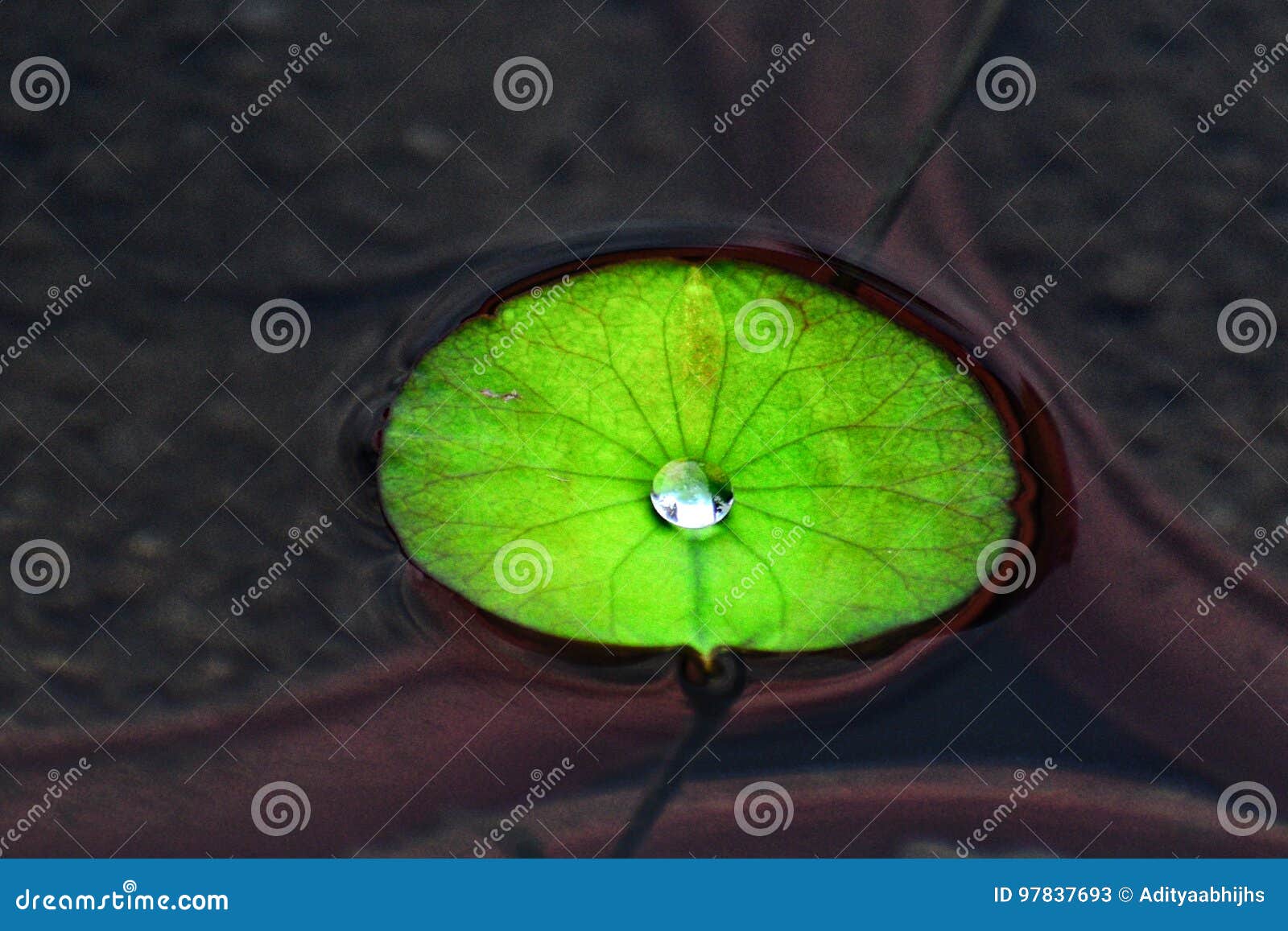 Floating leaf stock image. Image of floating, flora, green - 97837693