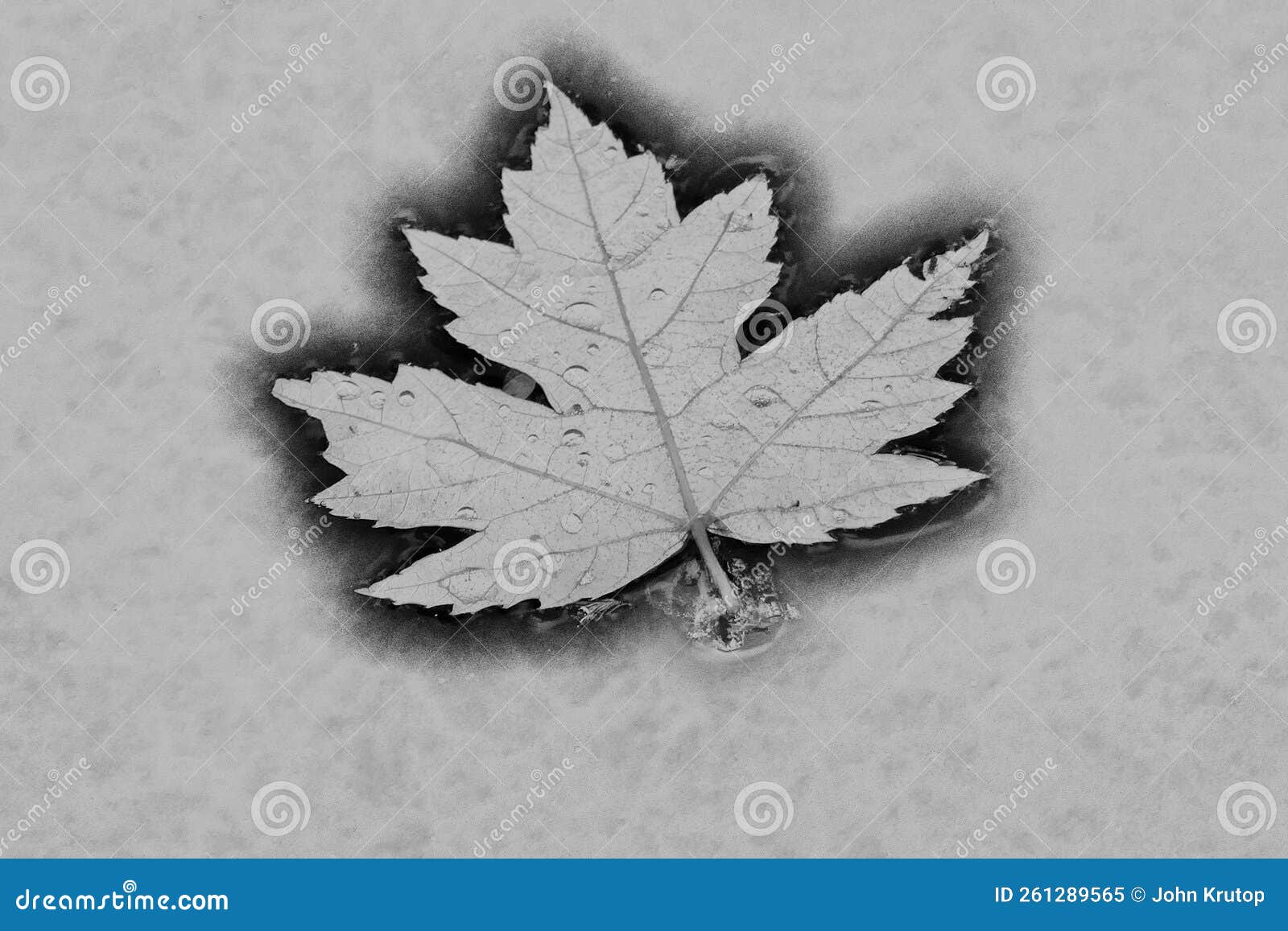 Floating Leaf in High Contrast in Black and White Stock Image - Image ...