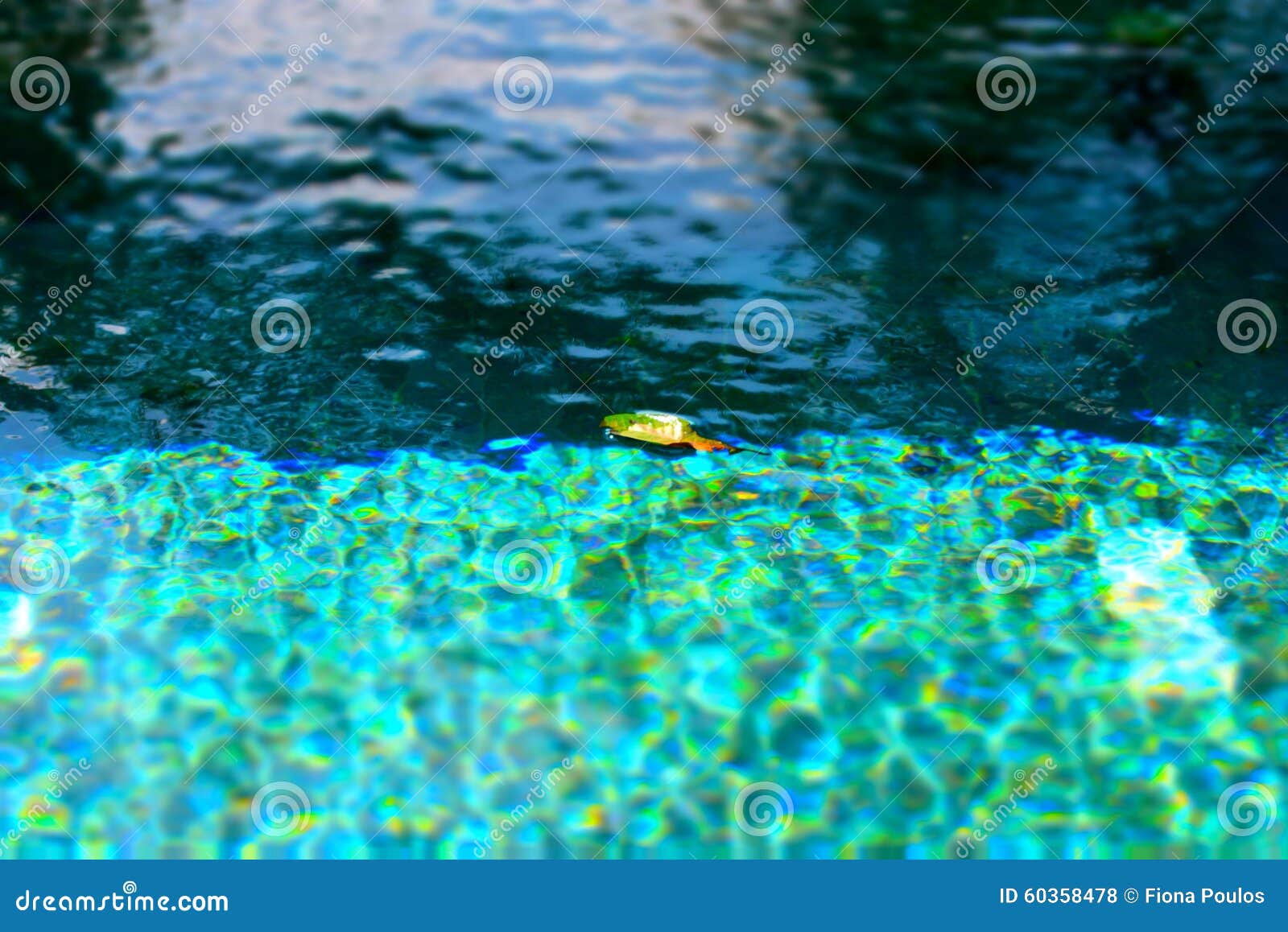 Floating leaf in a pool stock photo. Image of leaf, baby - 60358478