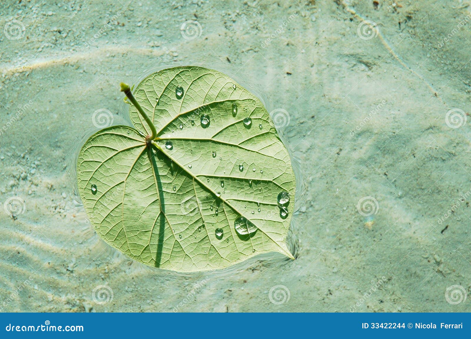 Floating Leaf on a Pristine Sea Stock Photo - Image of organic, nature ...
