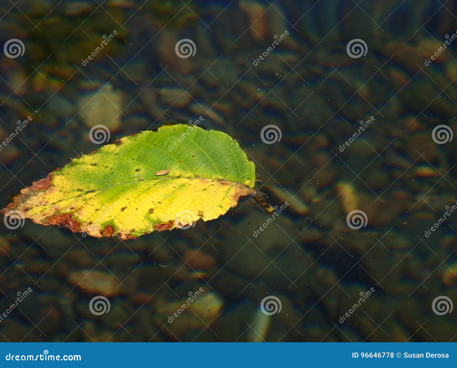 Floating Leaf stock photo. Image of leaf, drifting, peaceful - 96646778