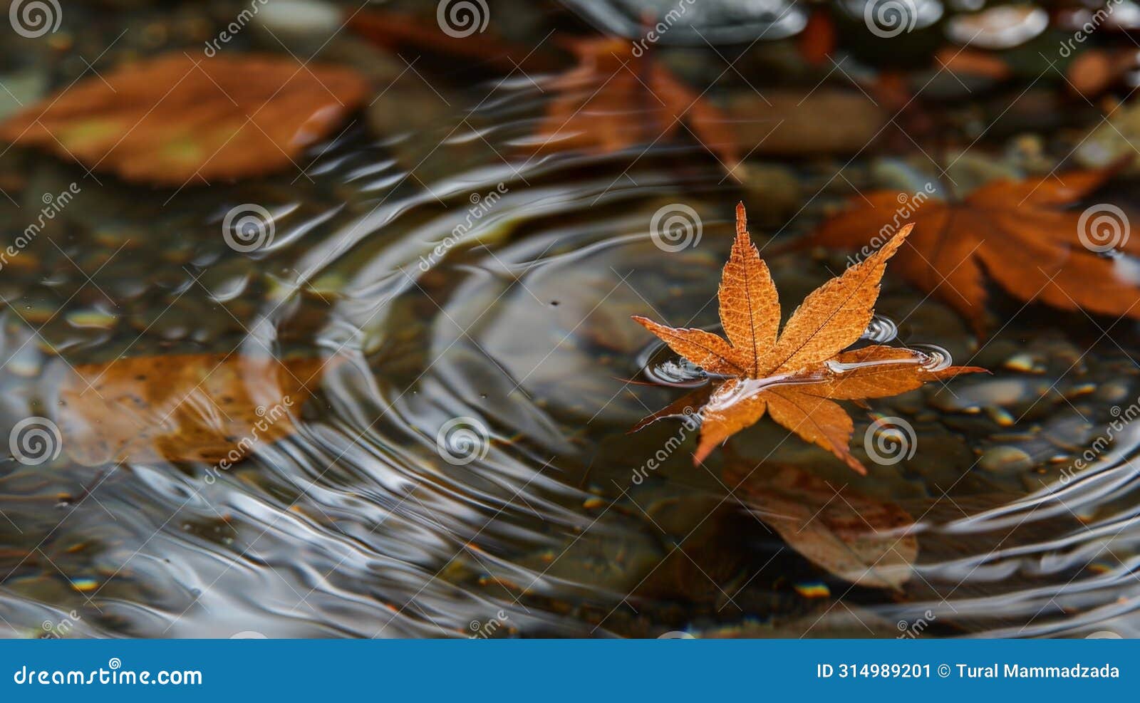 A floating leaf in water stock image. Image of ripple - 314989201