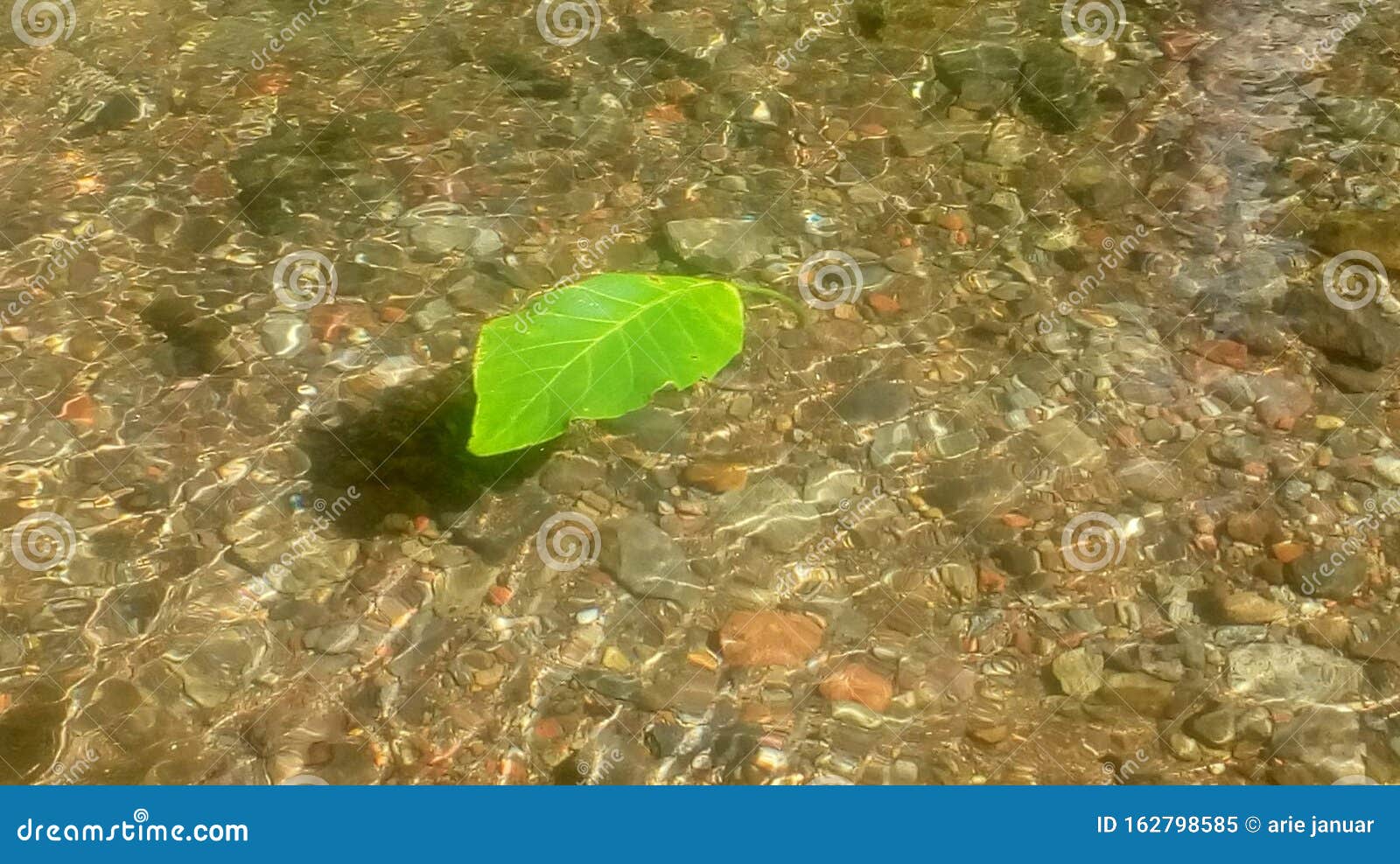 Floating Leaf Stock Image | CartoonDealer.com #584401