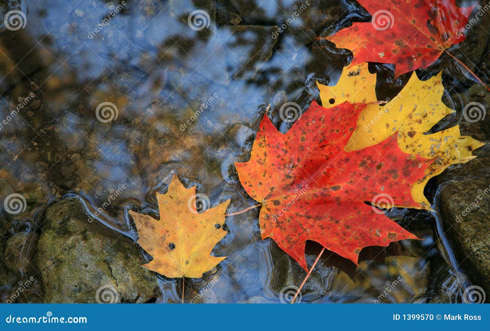 Floating Leaves stock photo. Image of artistic, peace - 1399570