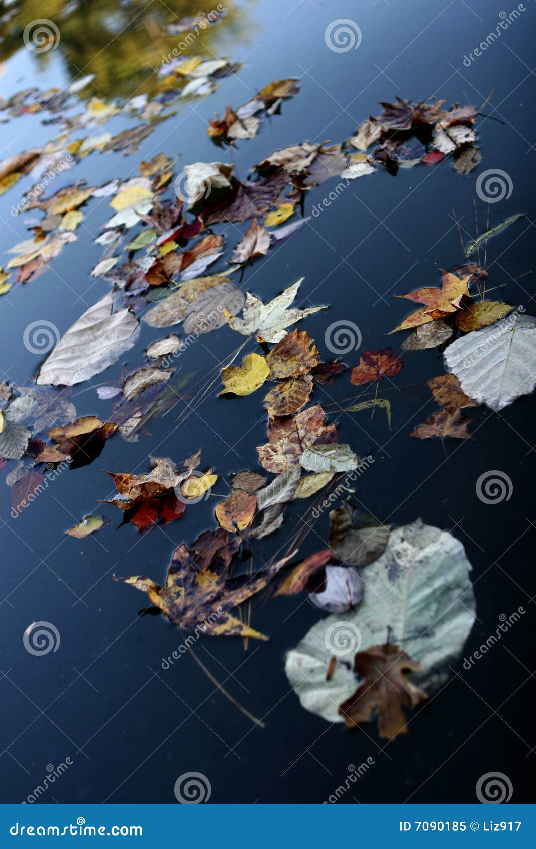 Floating Leaves stock image. Image of fall, leaf, seasonal - 7090185