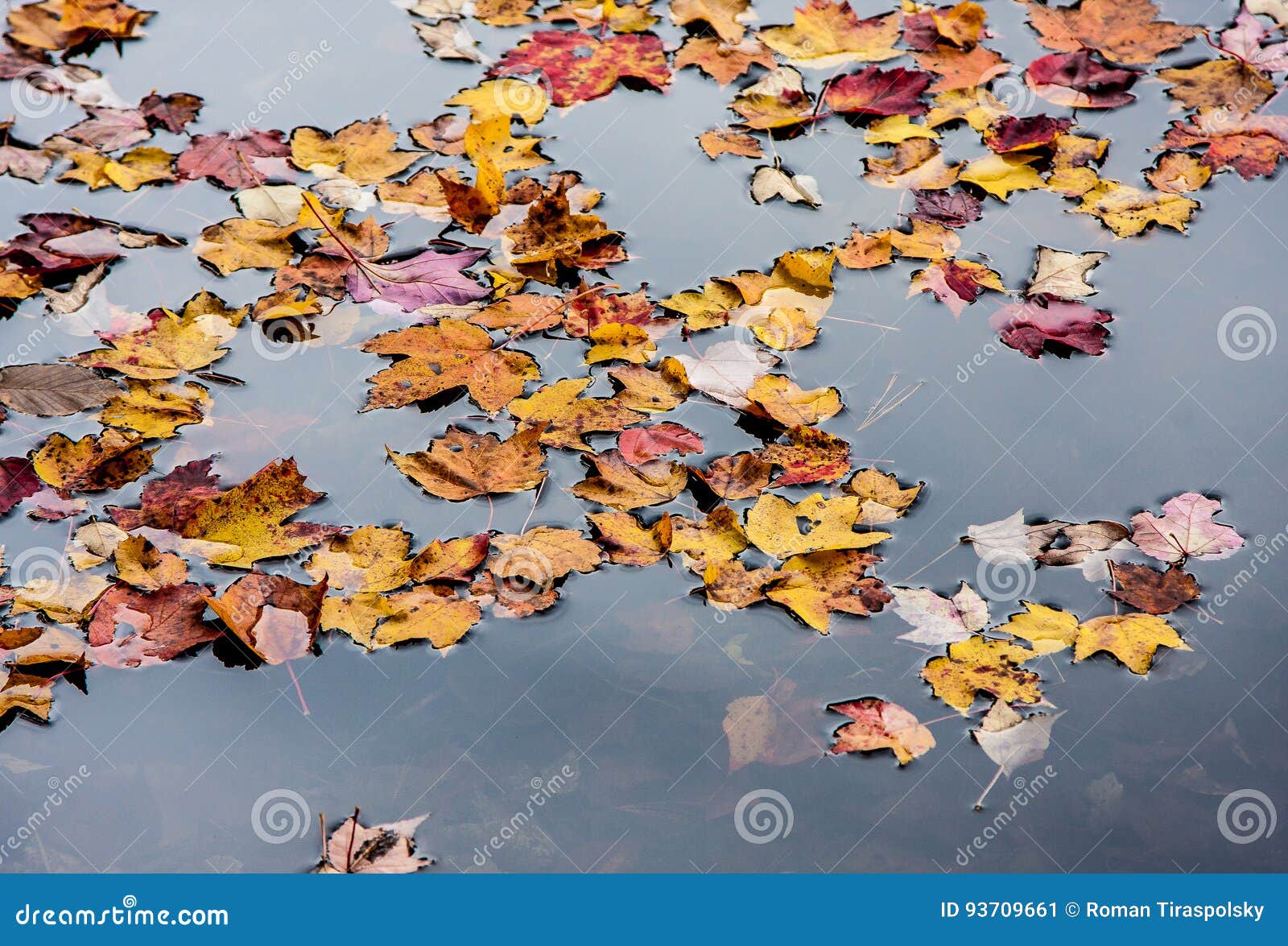 Floating leaves stock image. Image of landscape, season - 93709661