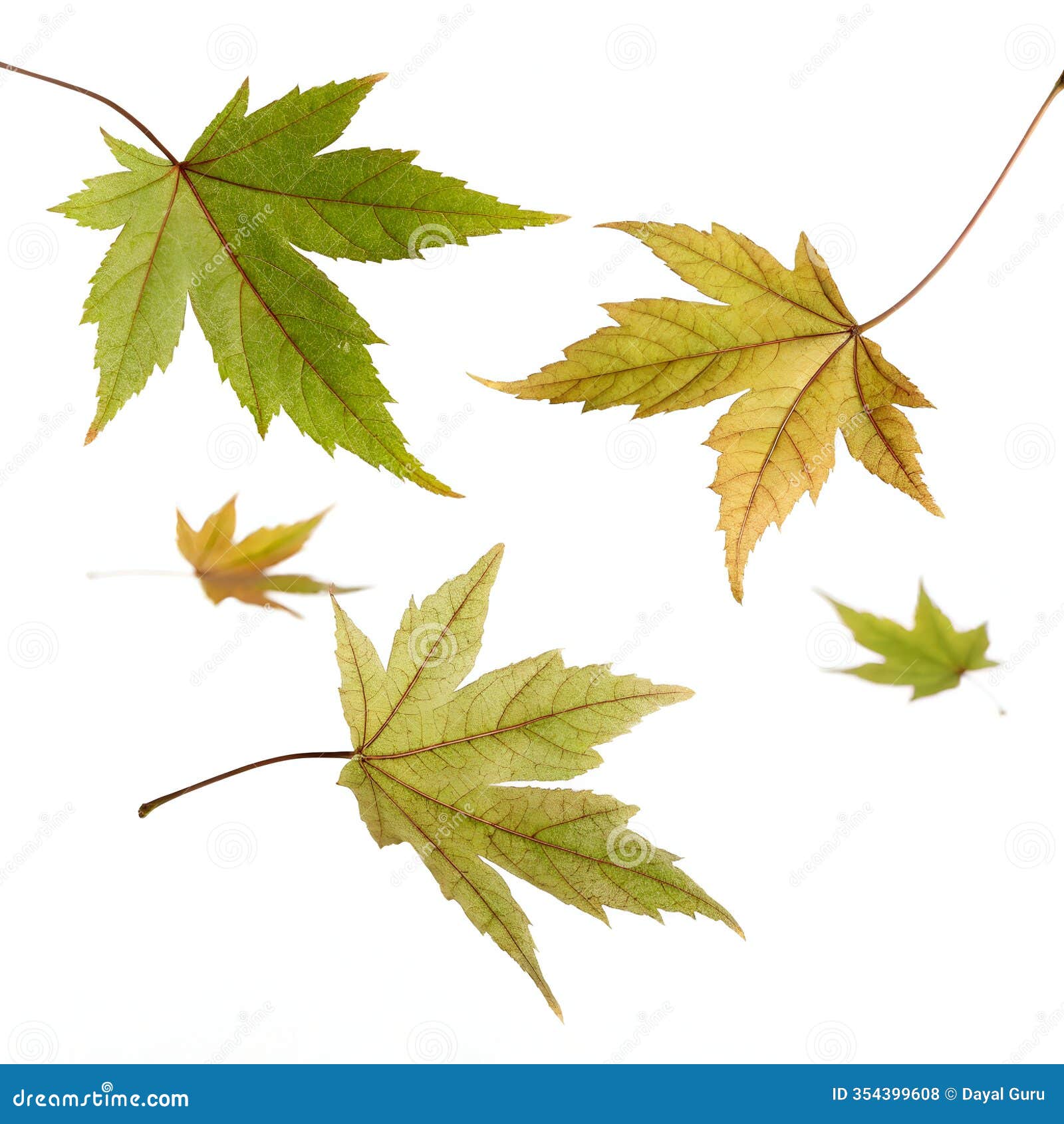 Floating Leaves Isolated on White Background Stock Illustration ...
