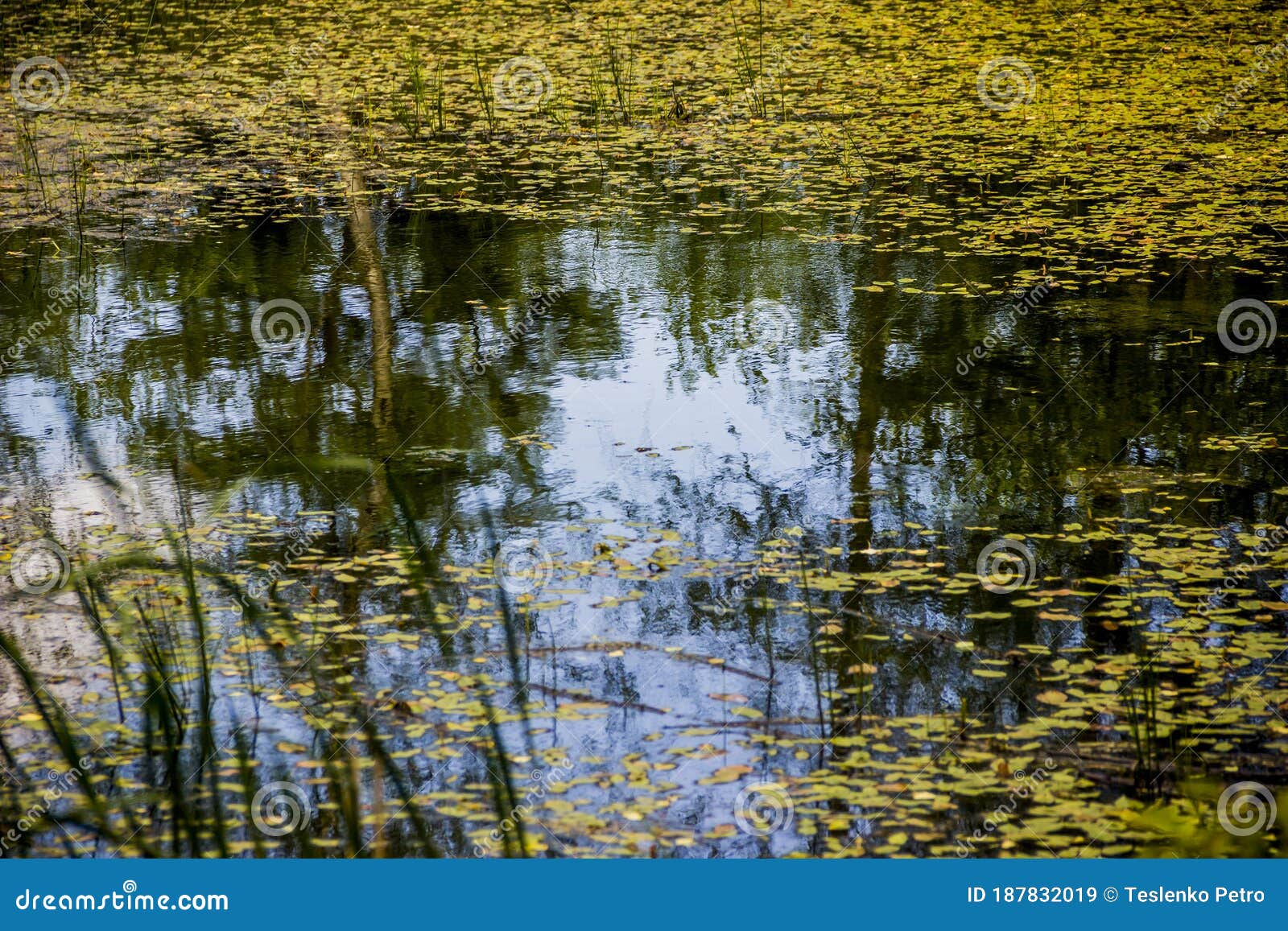 Floating leaves in pond stock image. Image of pond, park - 187832019