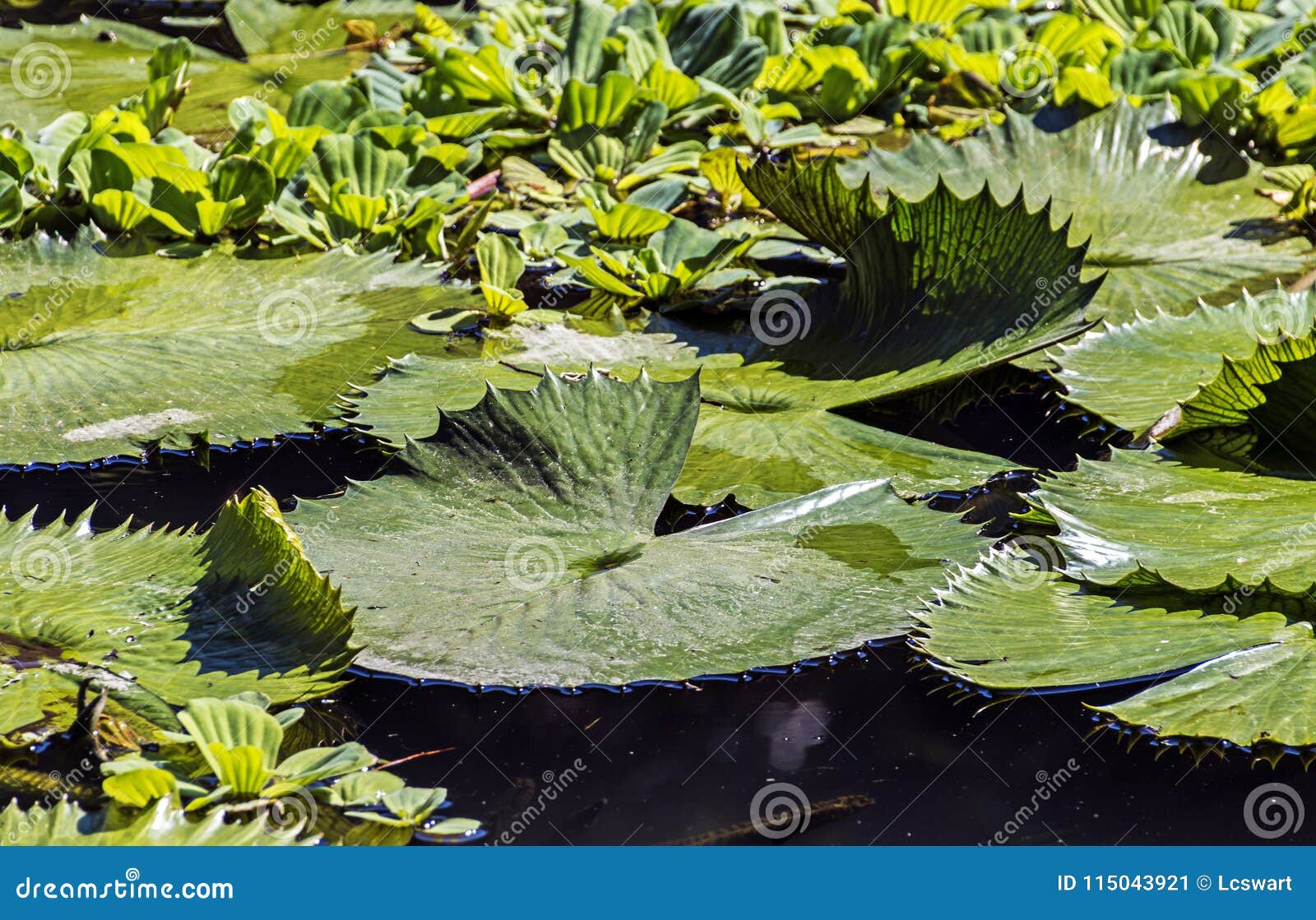 Floating Lilly Leaves on Pond with Blue Sky Reflections Stock Image ...