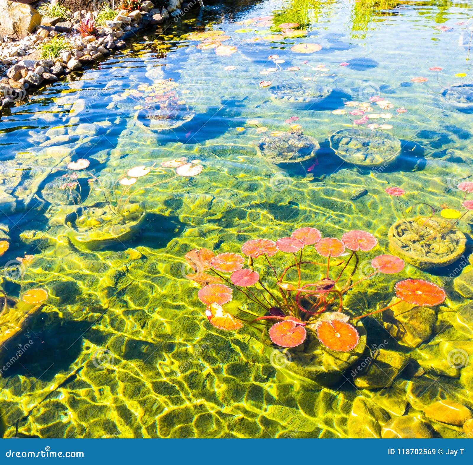 Floating Lilly Lotus stock image. Image of water, lotus - 118702569