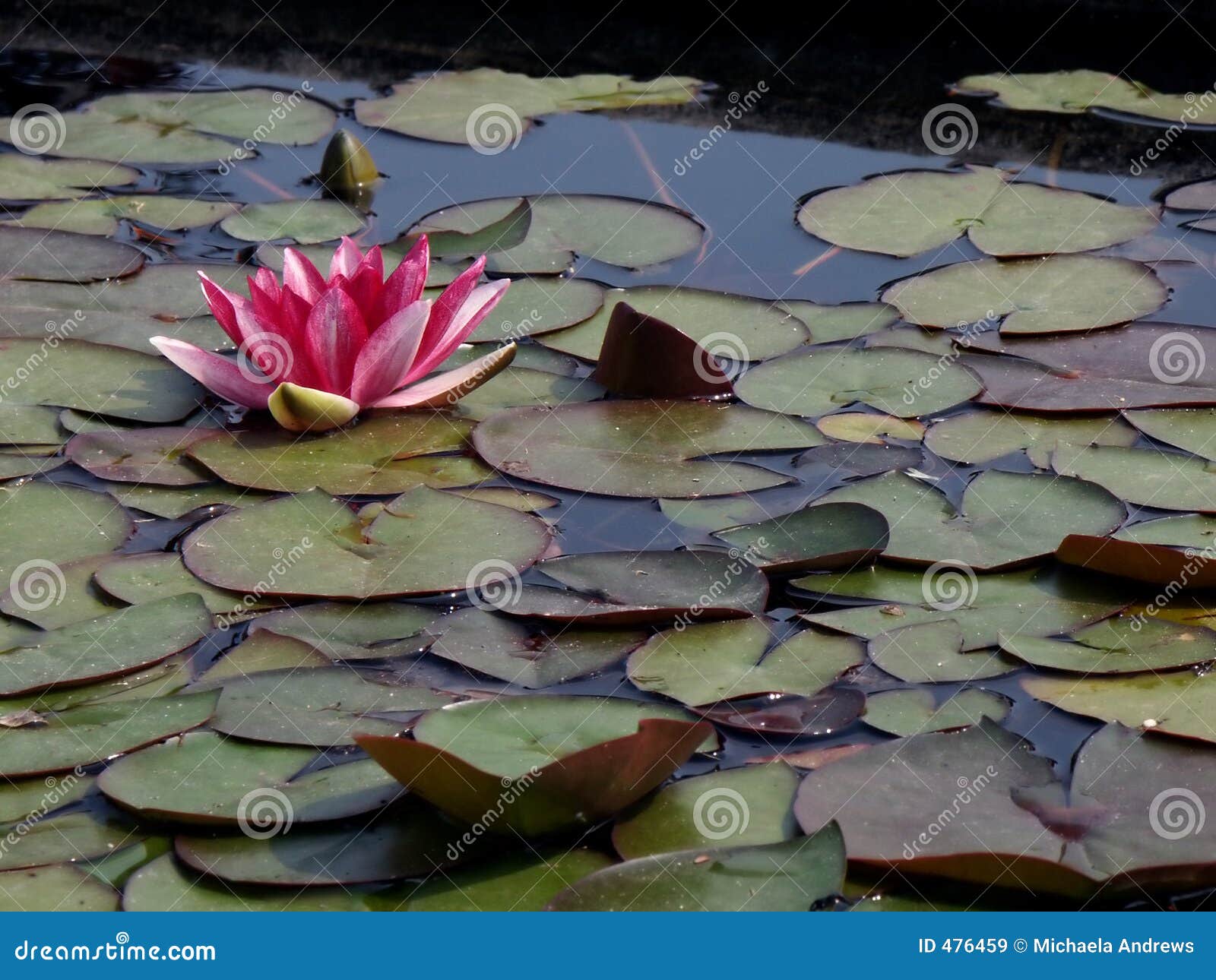Floating Lily Flower 2 stock image. Image of flowers, colorful - 476459