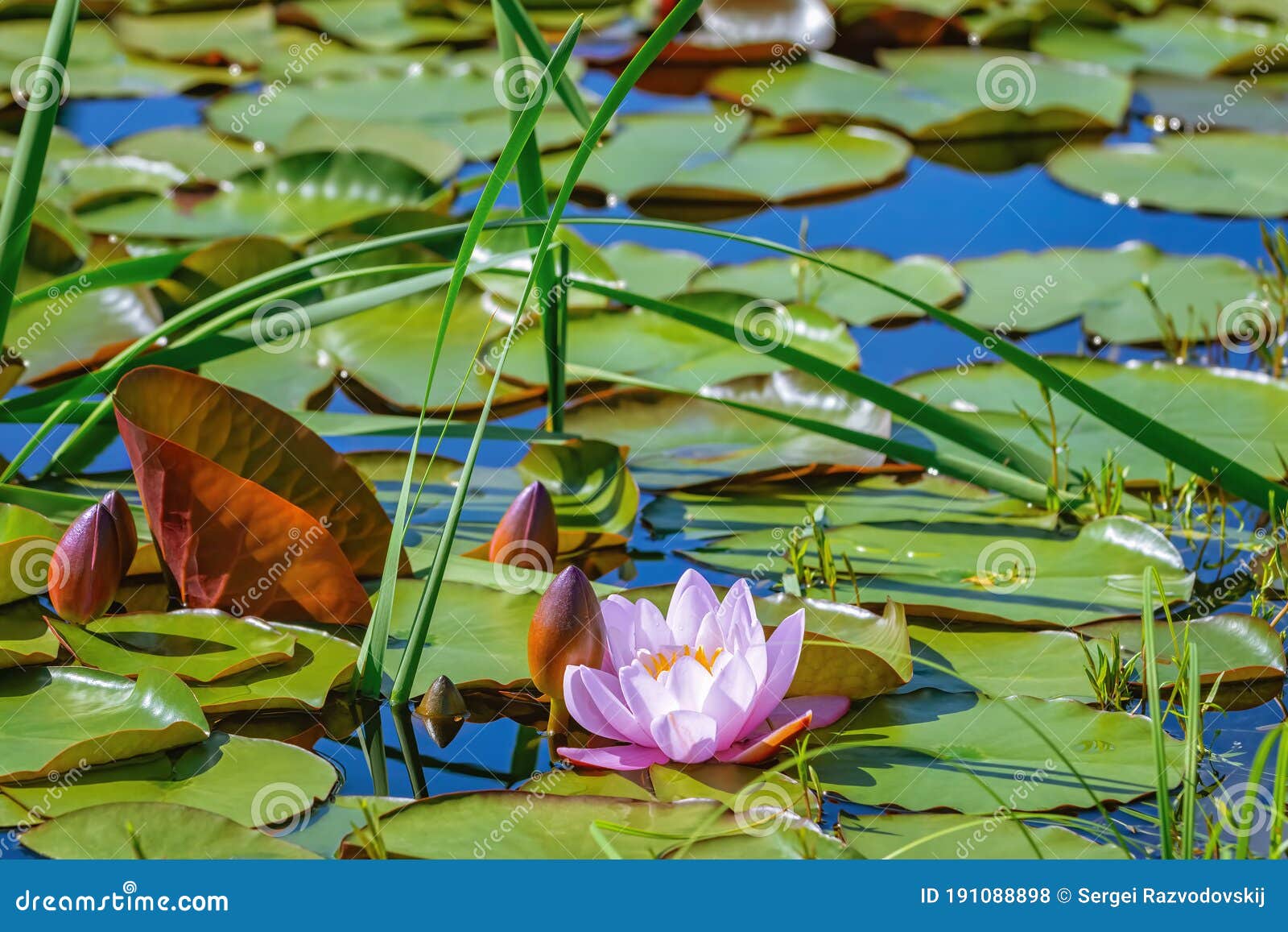 Floating lily pads stock photo. Image of floating, botanic - 191088898