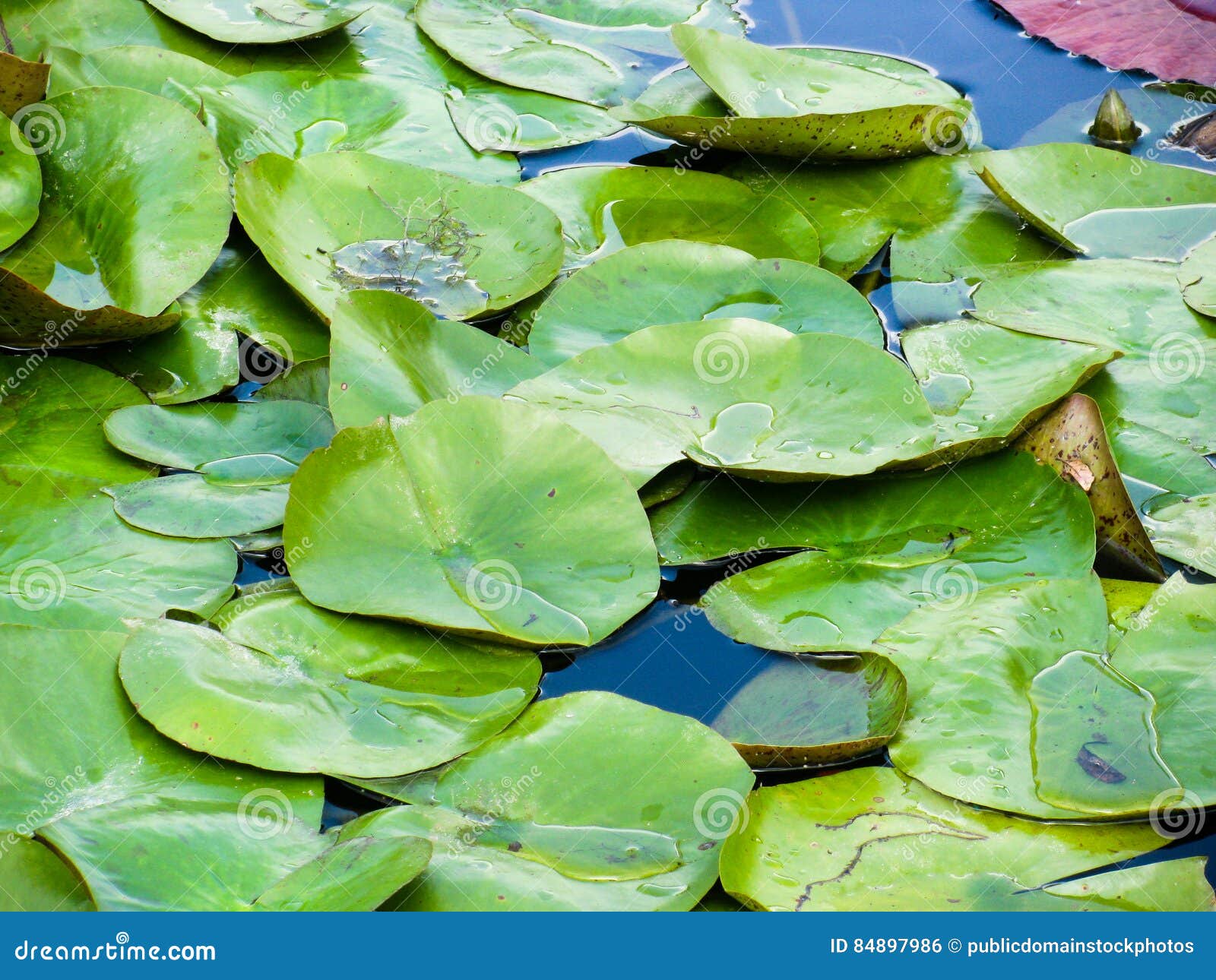 Floating Lily Pads Picture. Image: 84897986