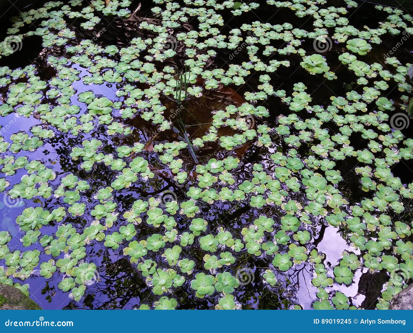 Floating lilys stock image. Image of lilys, small, pond - 89019245