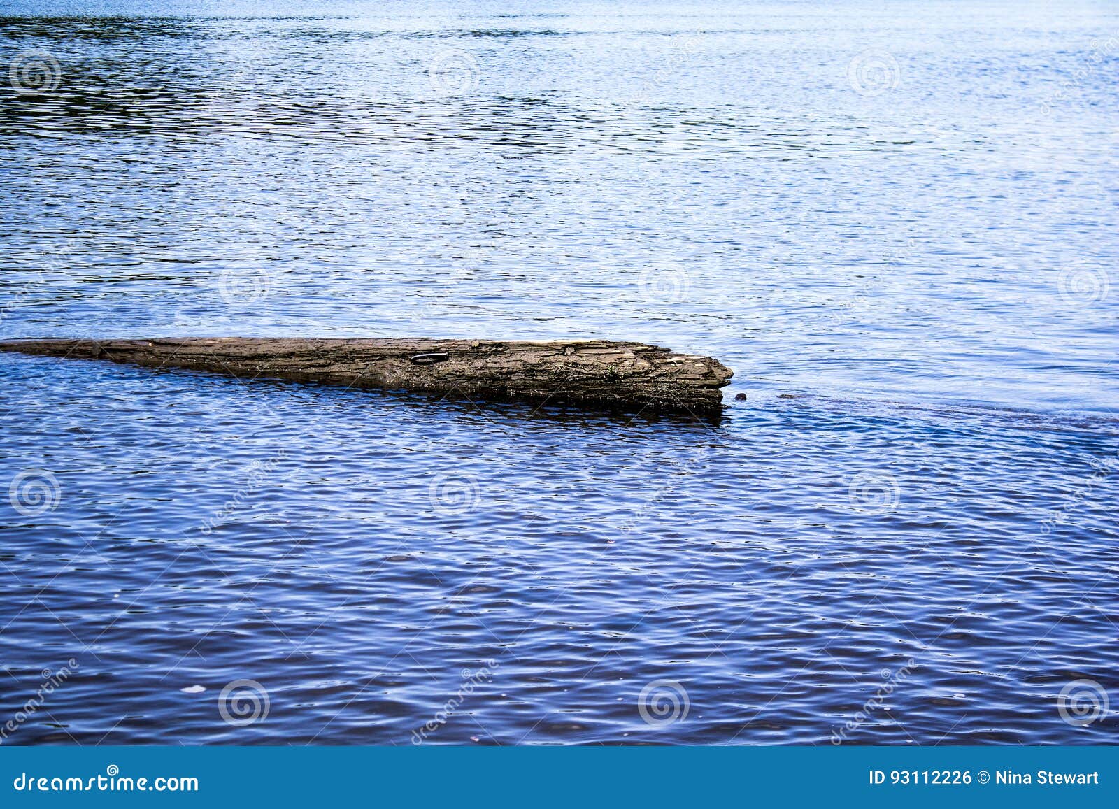 Floating log in river stock photo. Image of colorful - 93112226