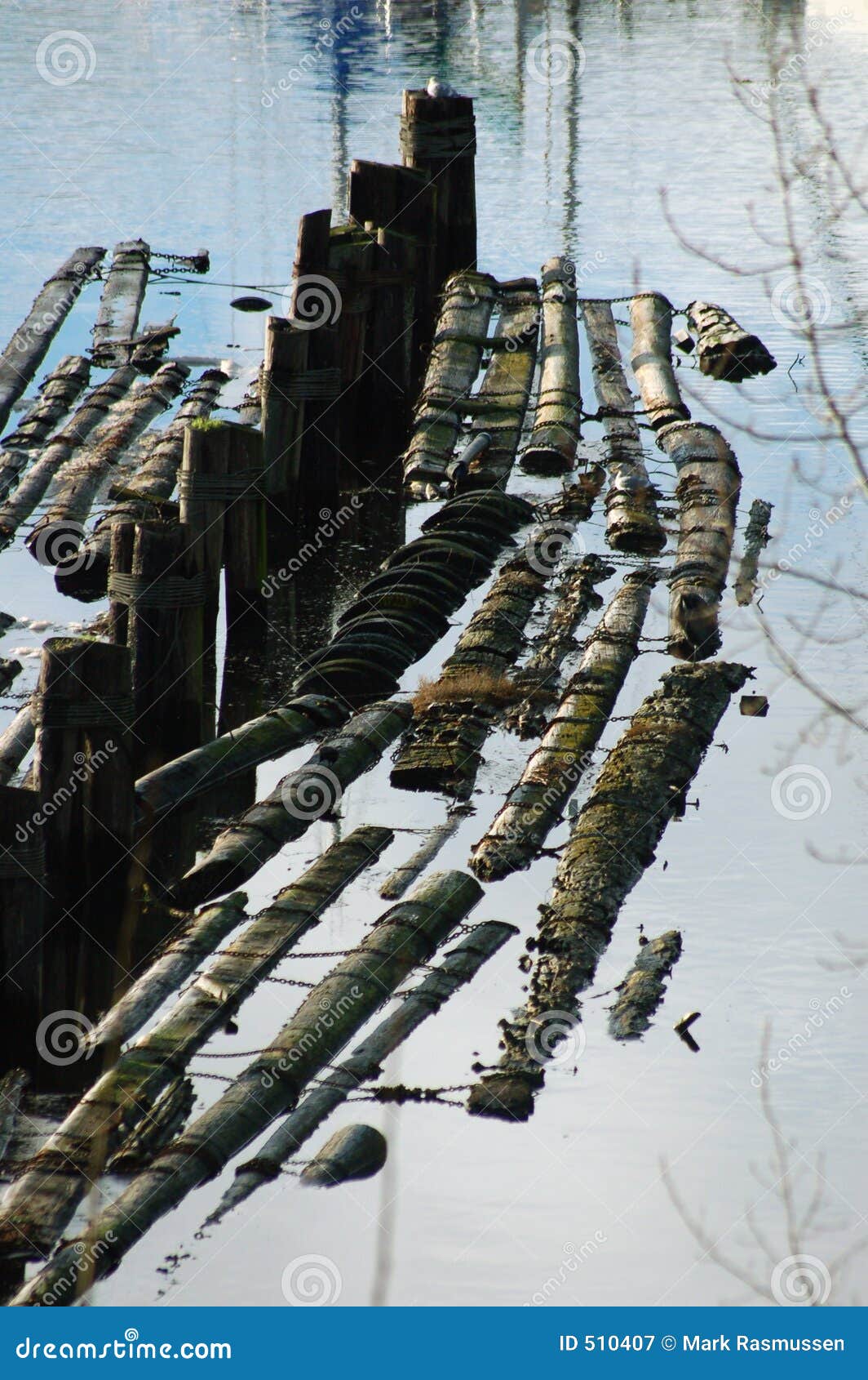 Floating Logs Picture. Image: 510407