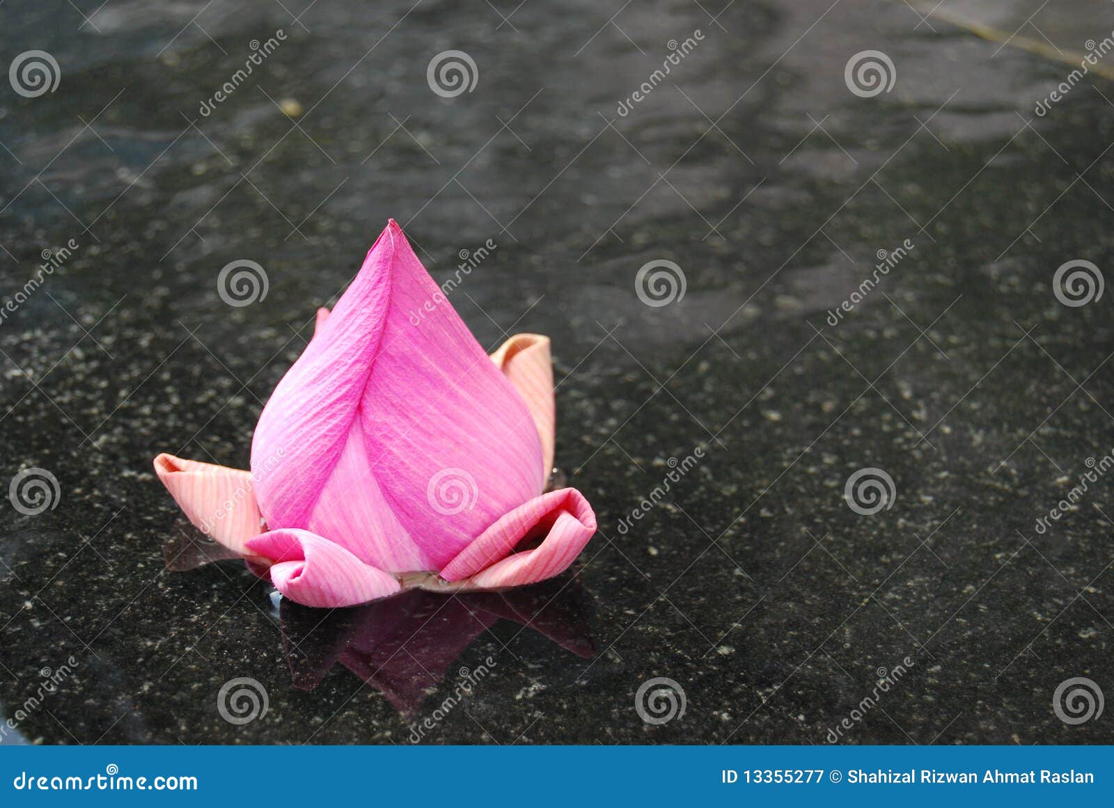 Floating Lotus stock image. Image of water, calm, worship - 13355277