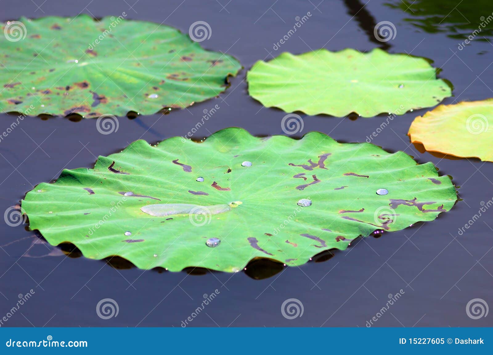 Floating lotus stock image. Image of greenhouse, lily - 15227605