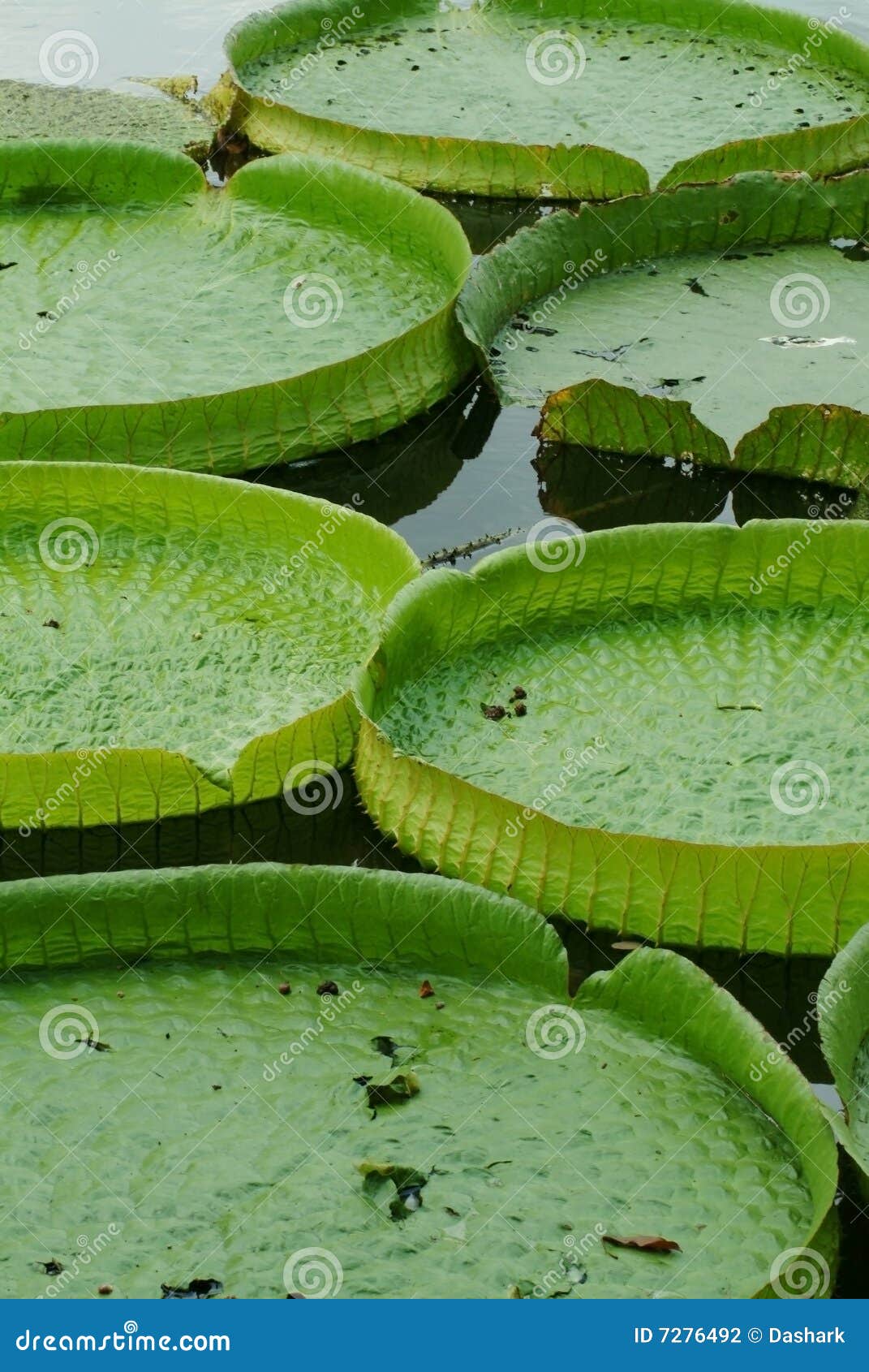 Floating lotus stock photo. Image of lilly, flora, greenhouse - 7276492